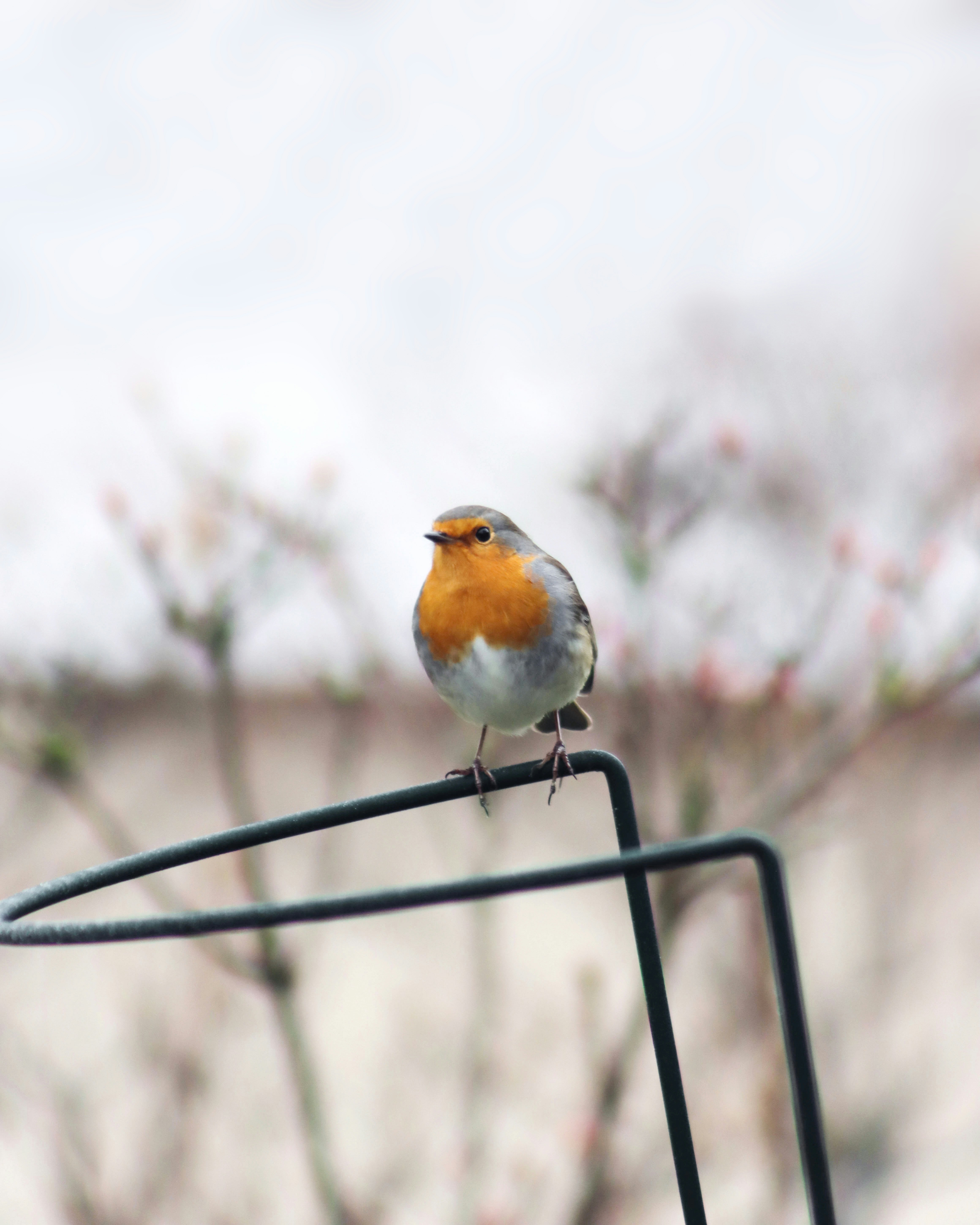 Robin on a Steel Framework: A Gentle Perch Against a Soft Winter Backdrop