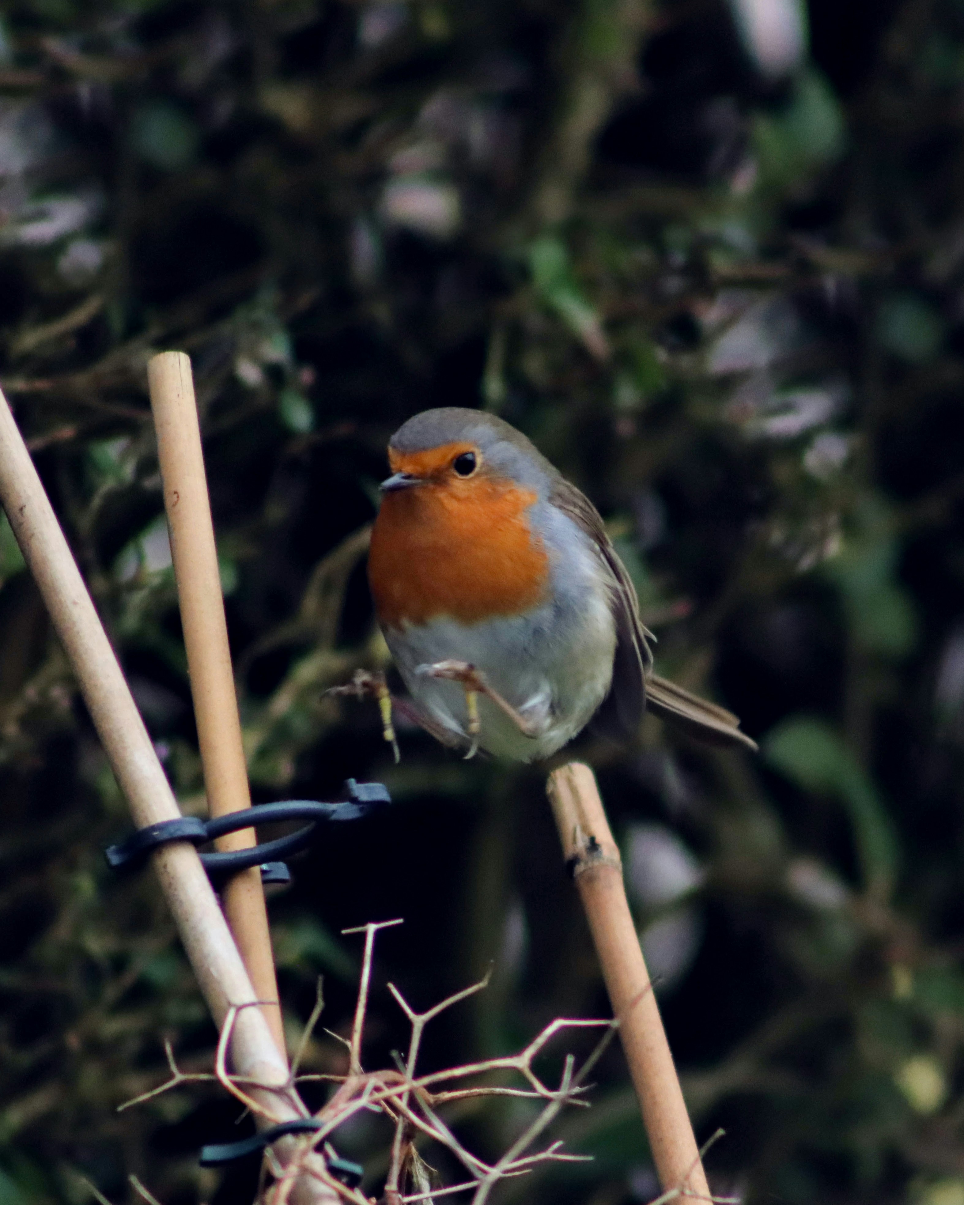 A small bird perched on top of a tree branch