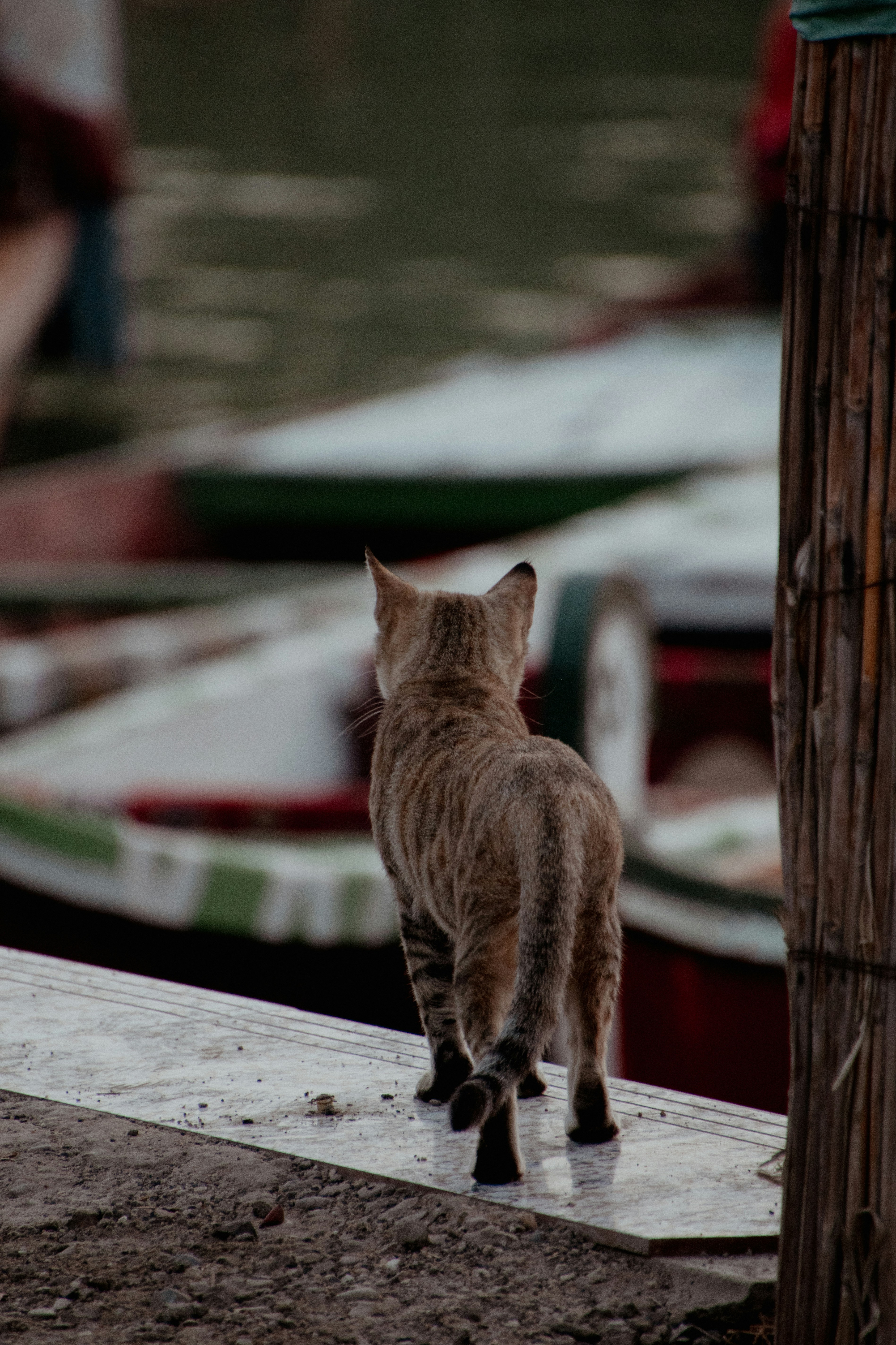 A cat standing on a dock next to a body of water photo – Free Cat Image ...