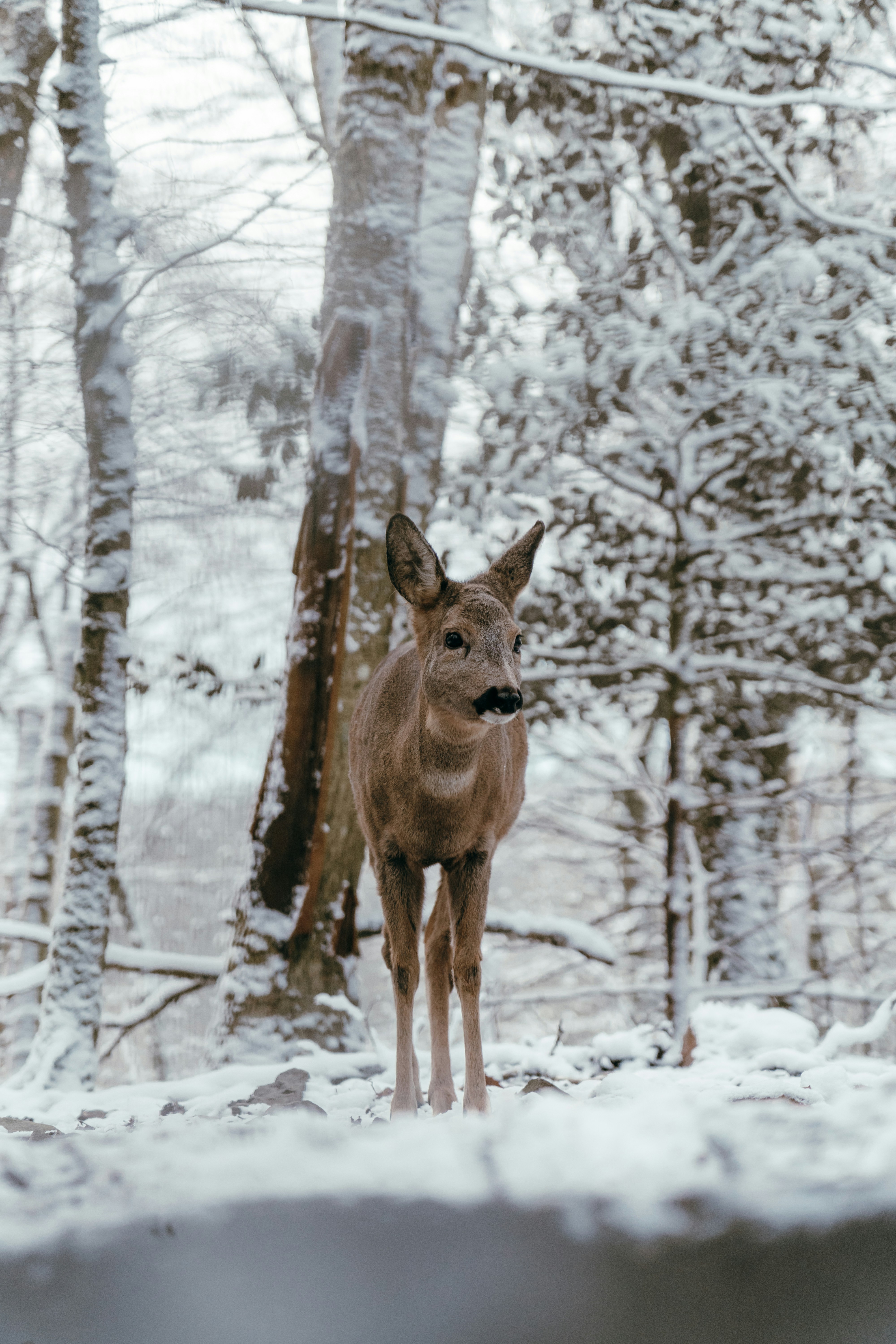 A deer standing in the snow in a wooded area photo – Free Belgium Image ...