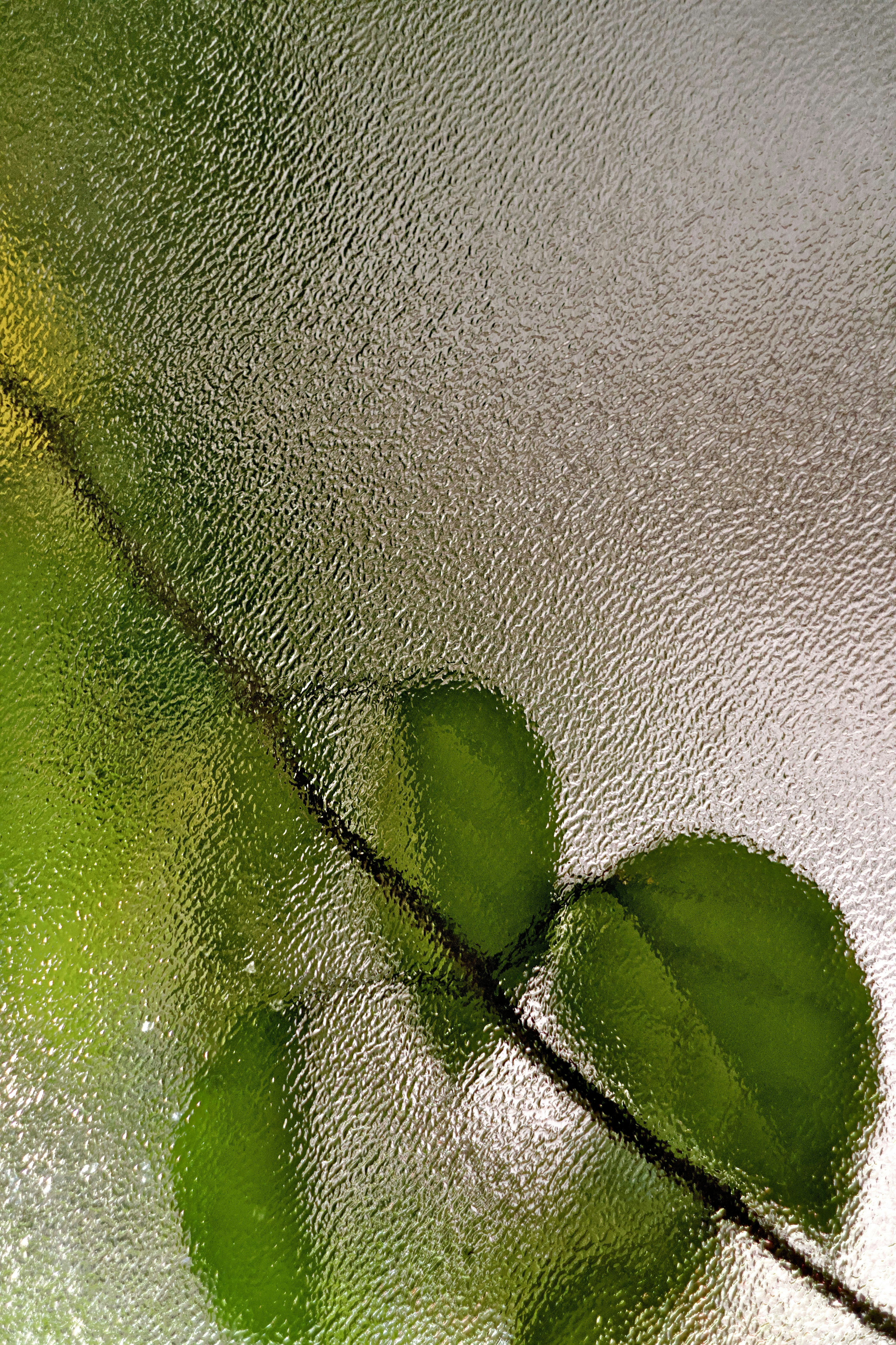 Veiled Verdure: Close-Up of Green Leaves Behind Frosted Glass