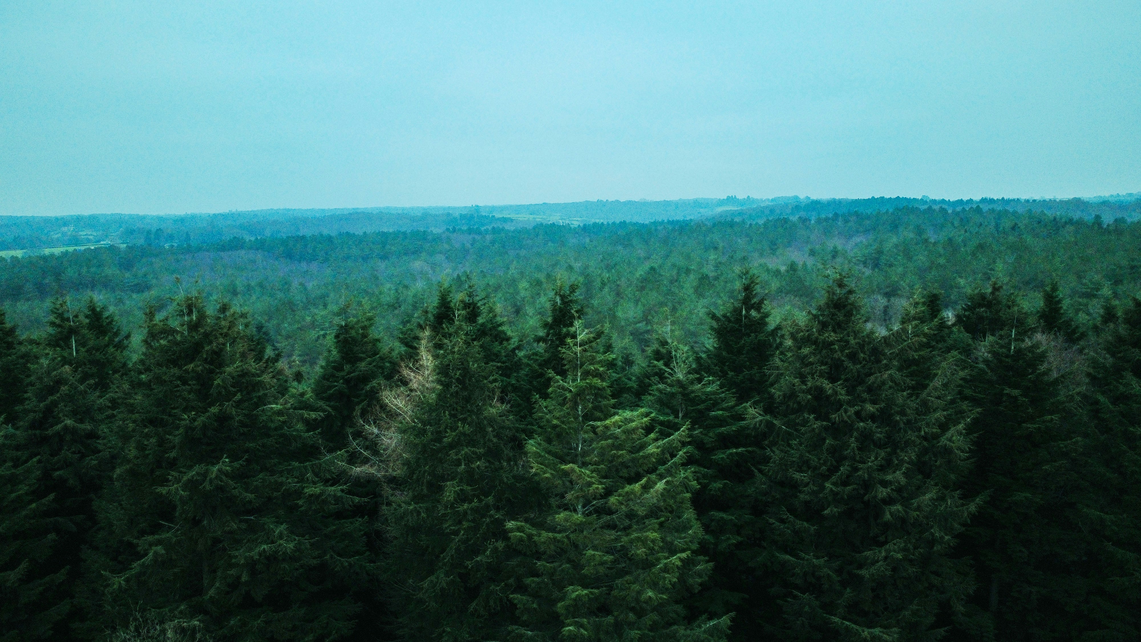 A view of a forest from a high point of view photo – Free Forest Image ...