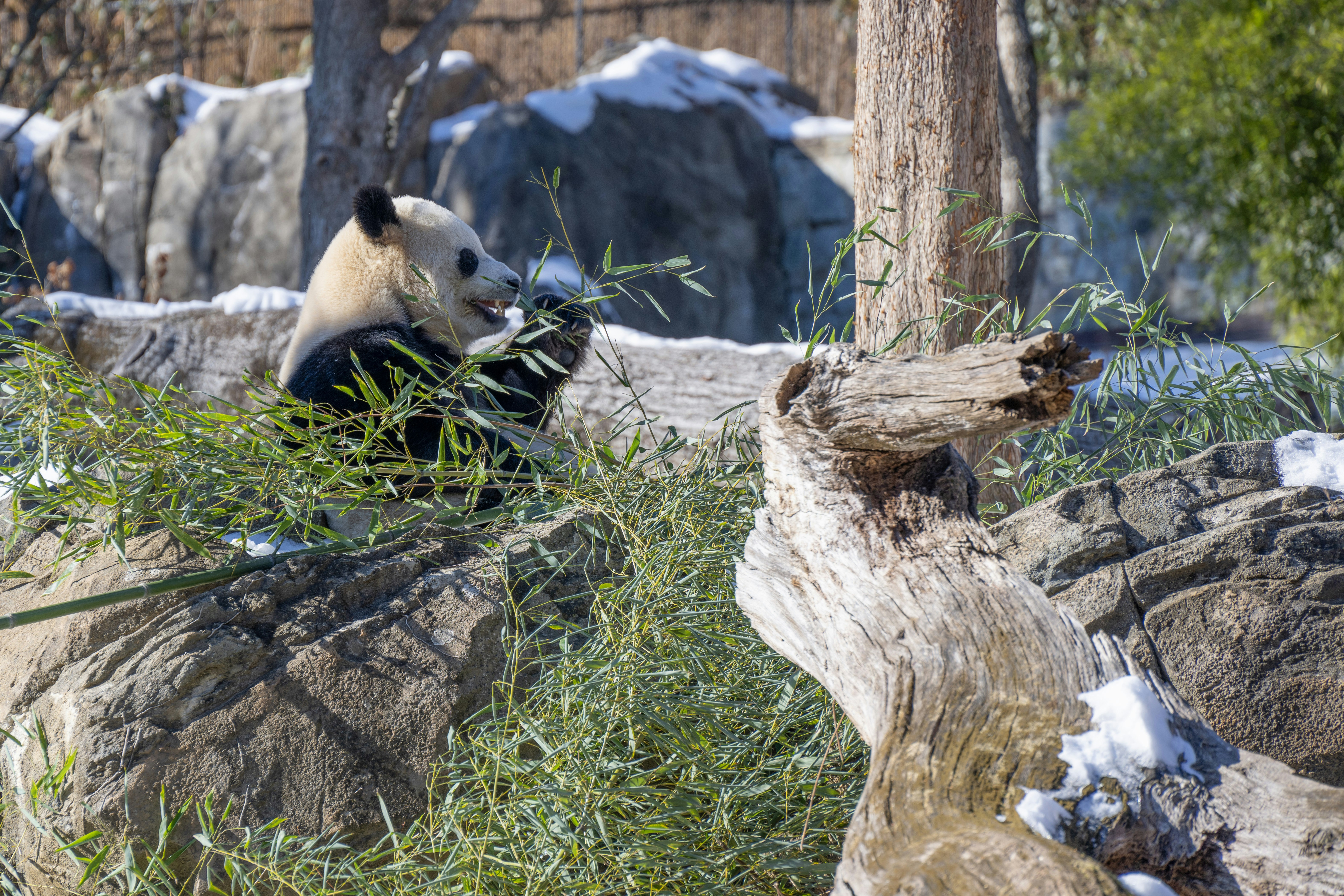 Un panda assis au sommet d’une souche d’arbre photo – Image gratuite de ...