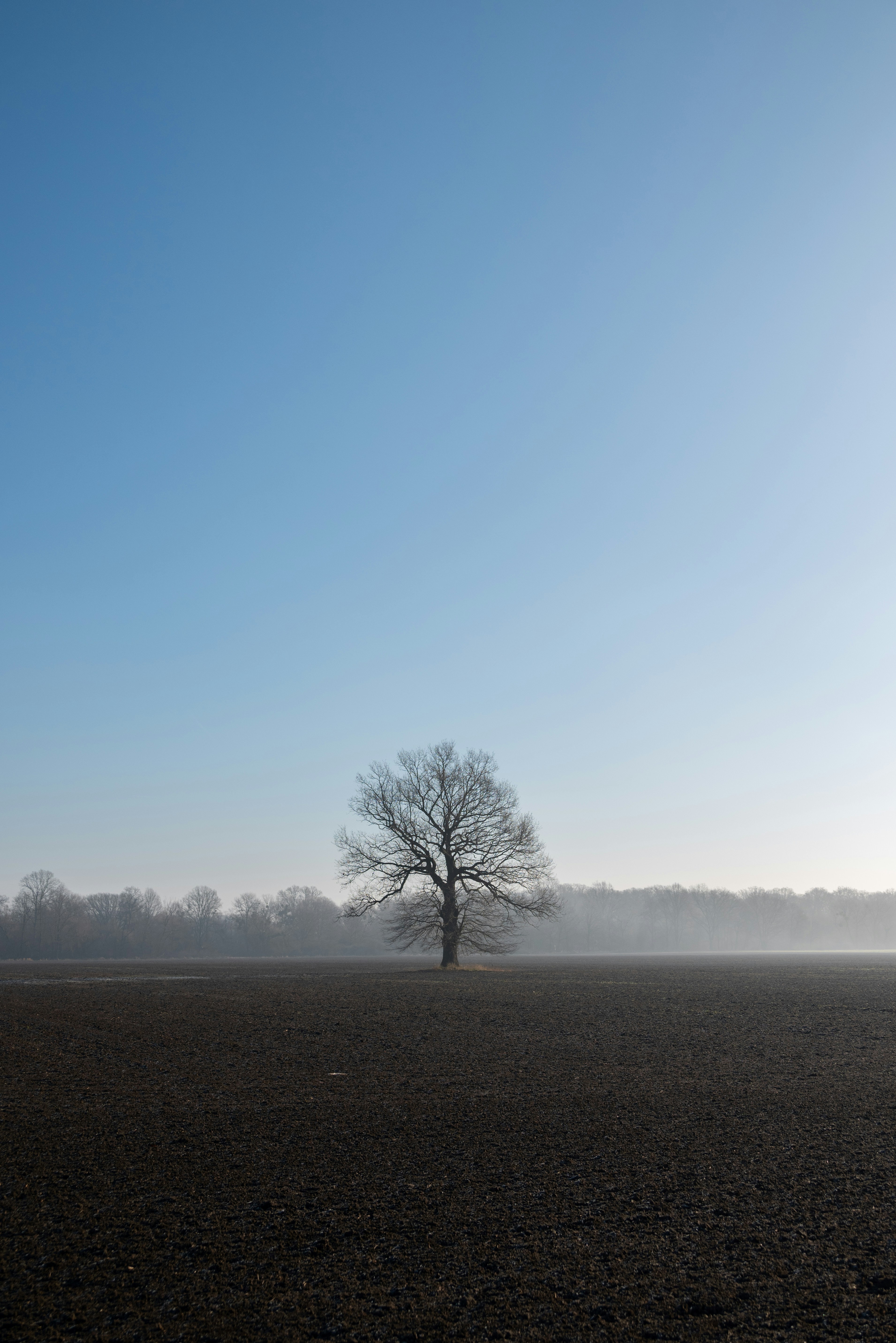 A lone tree in a field with a blue sky in the background