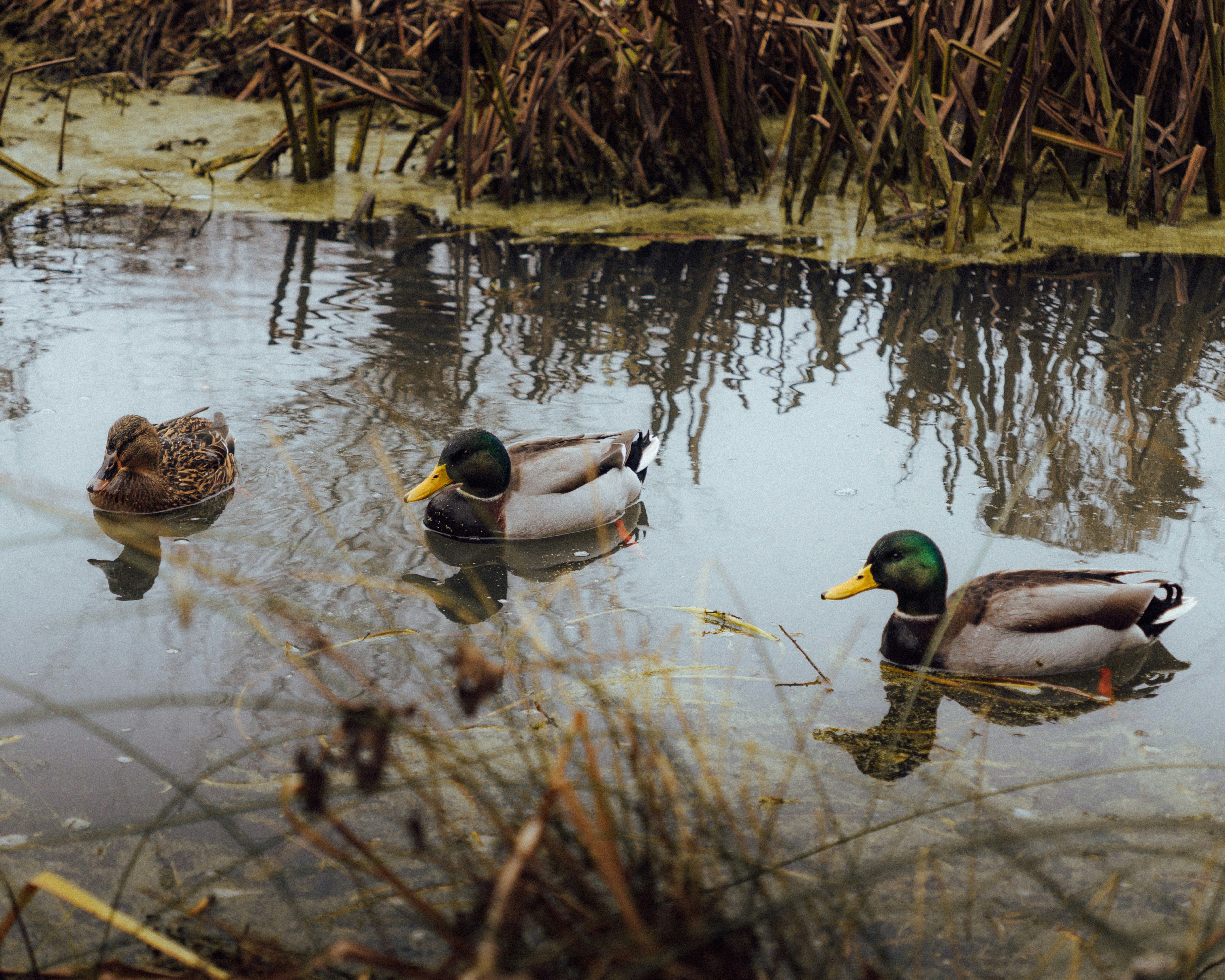 Three Mallards Glide Through a Quiet Inlet Morning