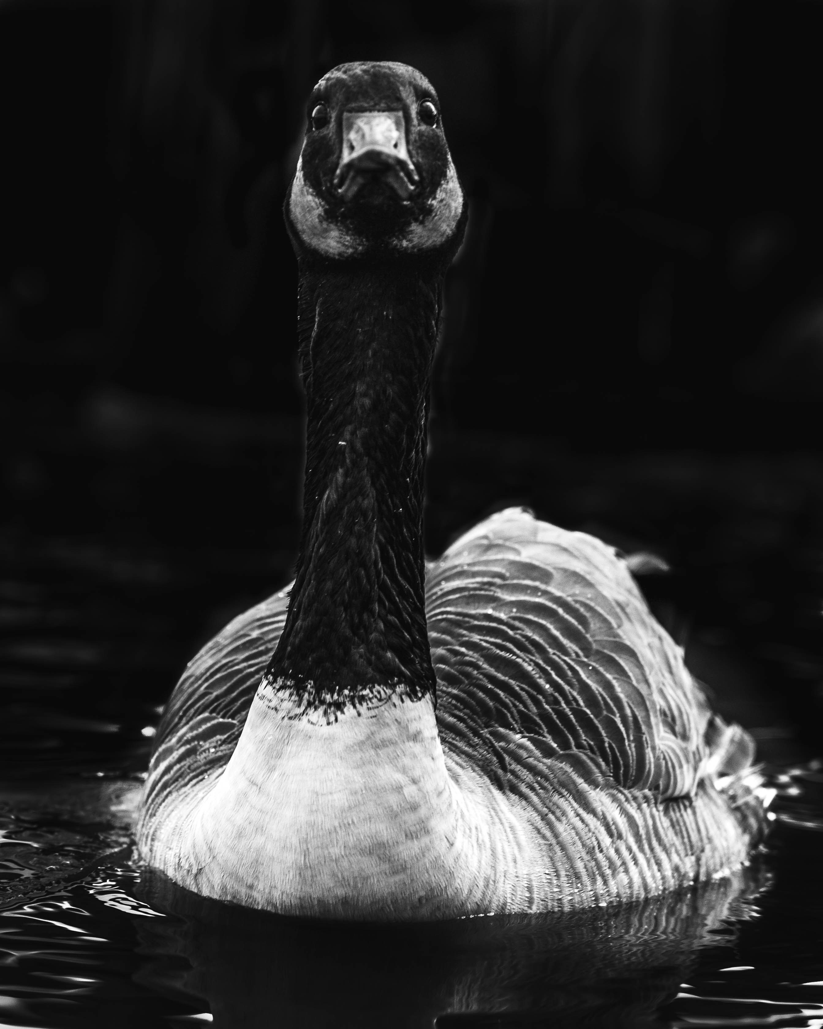 Mono Gaze on the Pond: A Goose's Portrait