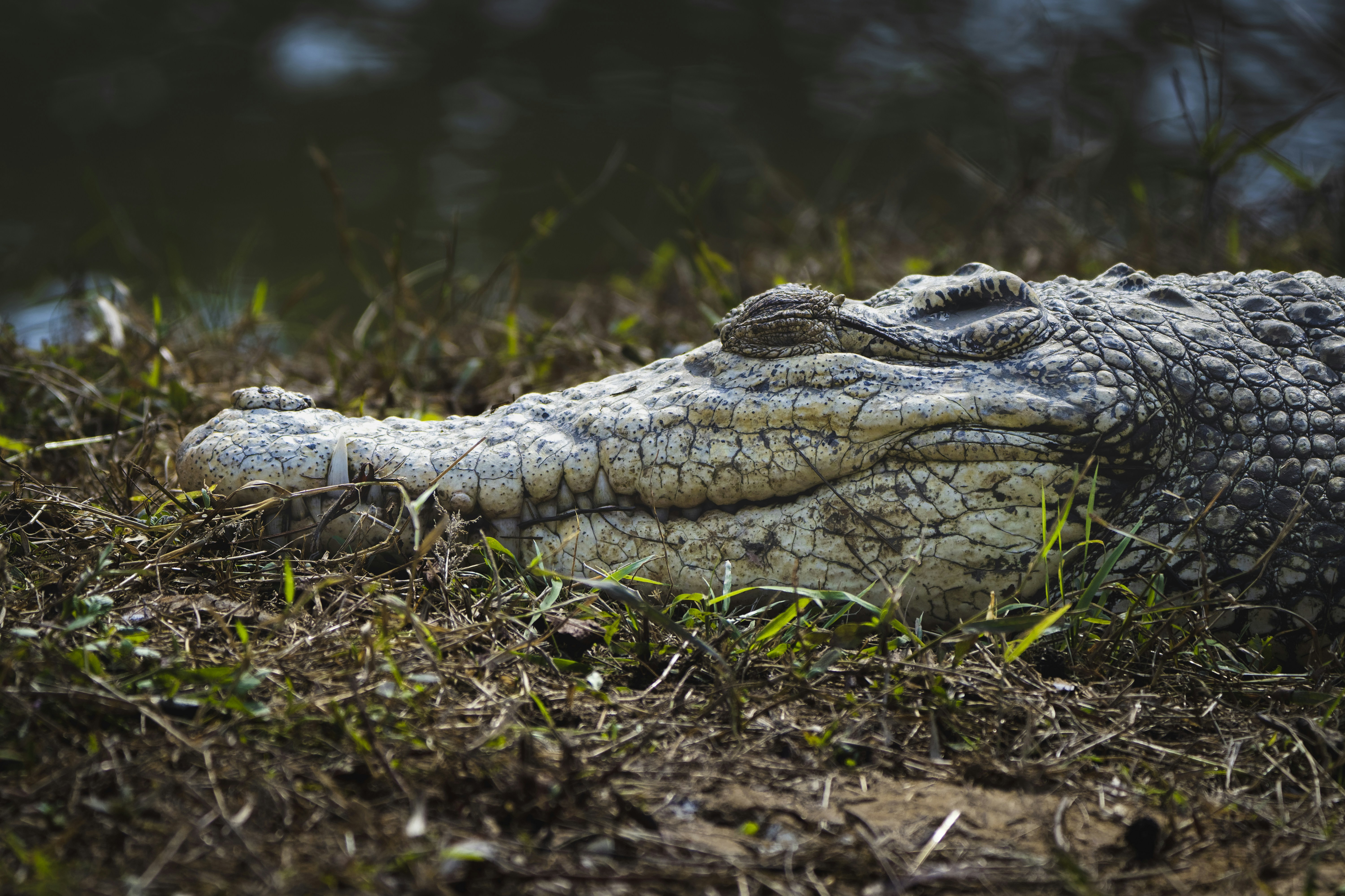 A close up of an alligator laying on the ground photo – Free ...