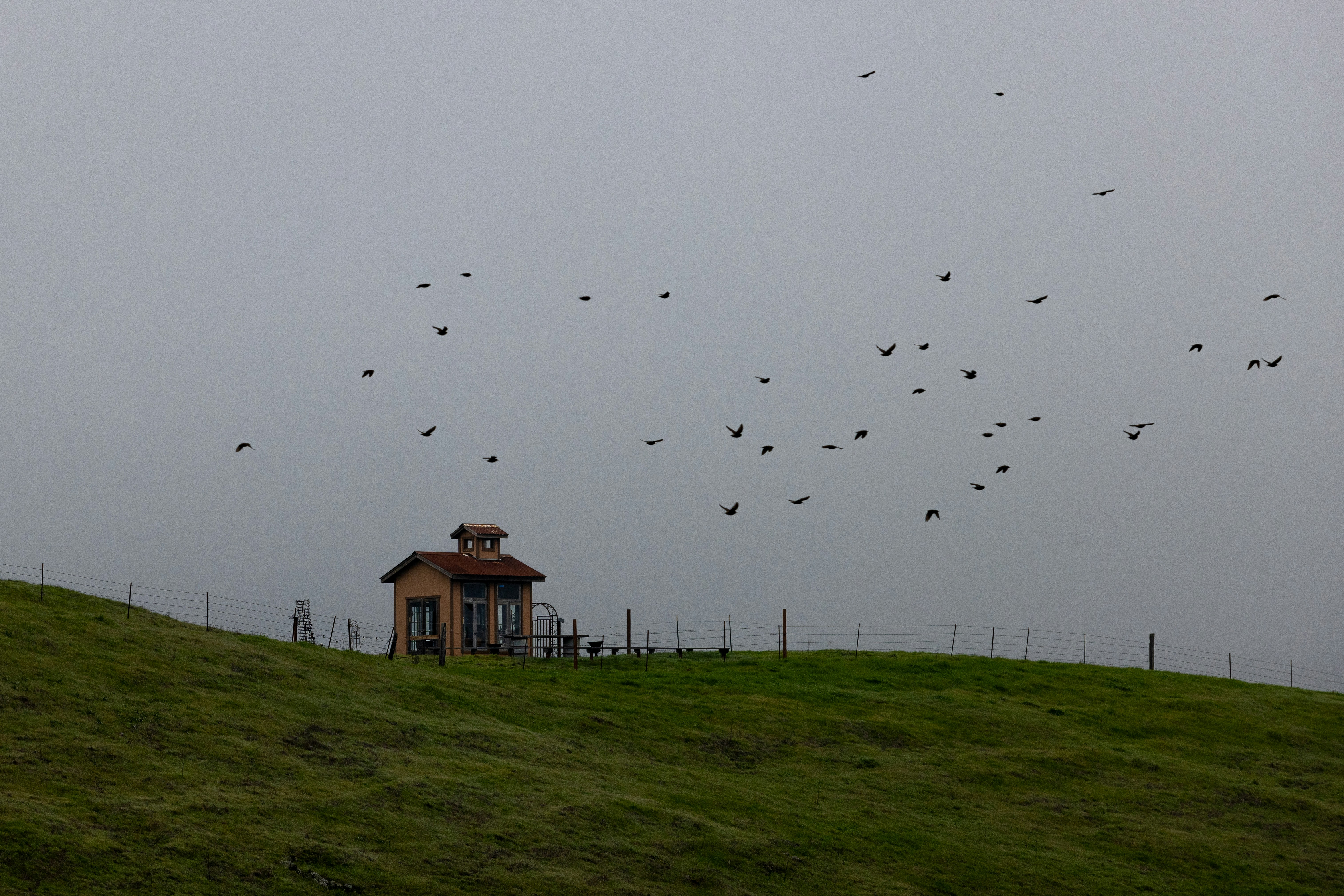 Hilltop Hut Beneath a Grey Sky with a Murmuration Overhead