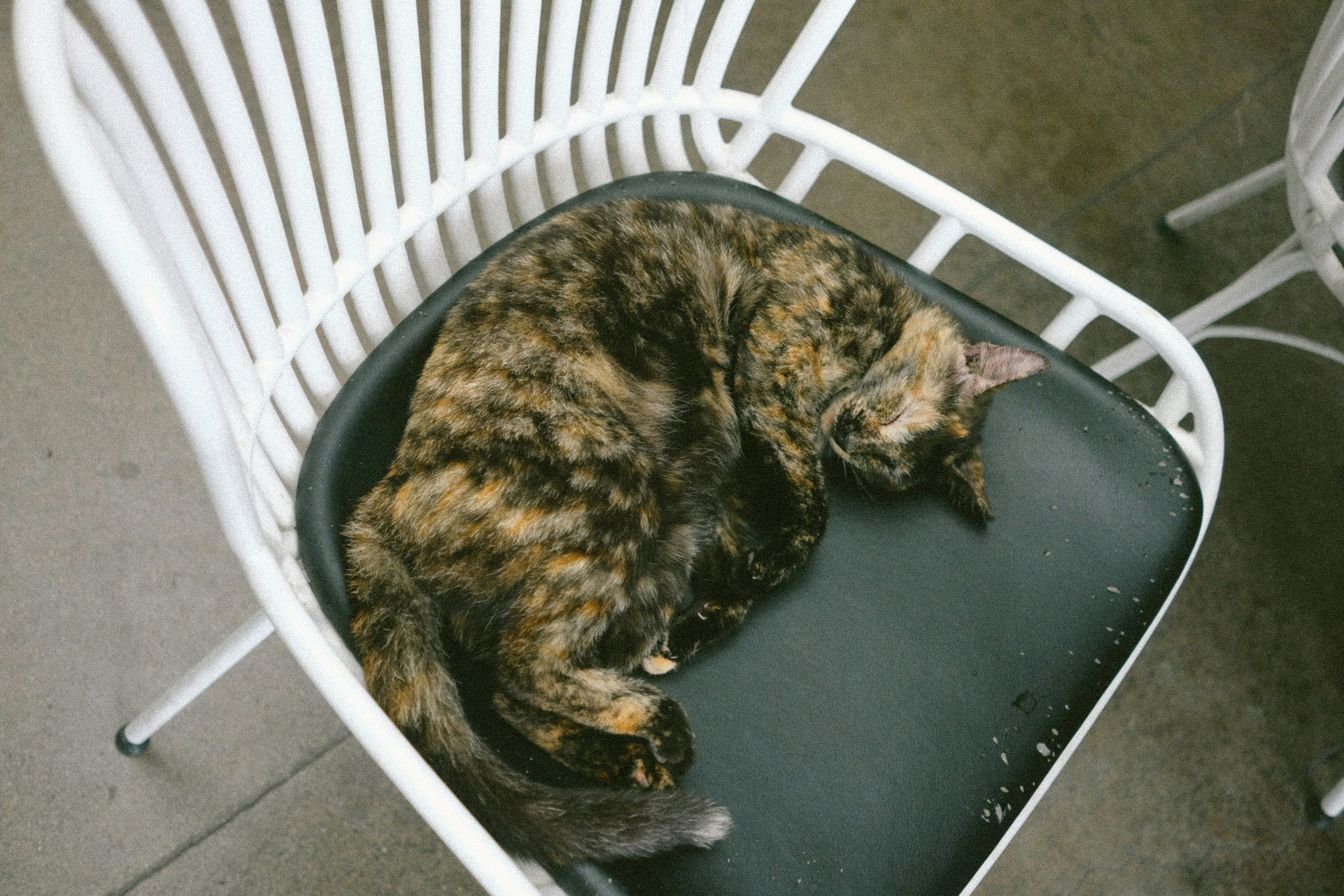 Cozy Calico Curled on a Chair