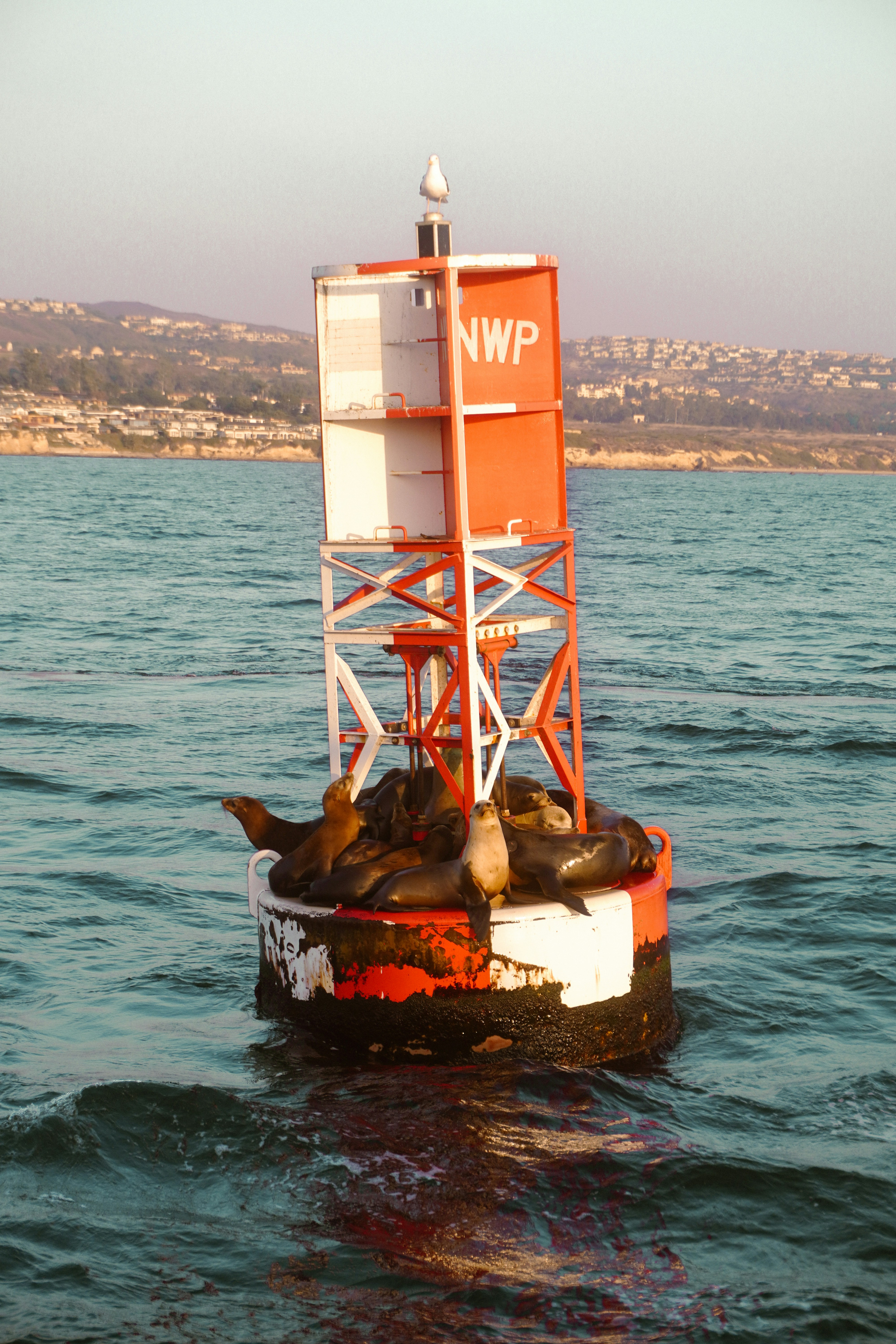 Sea Lions Rally on a Red Buoy Off the Coastal Horizon
