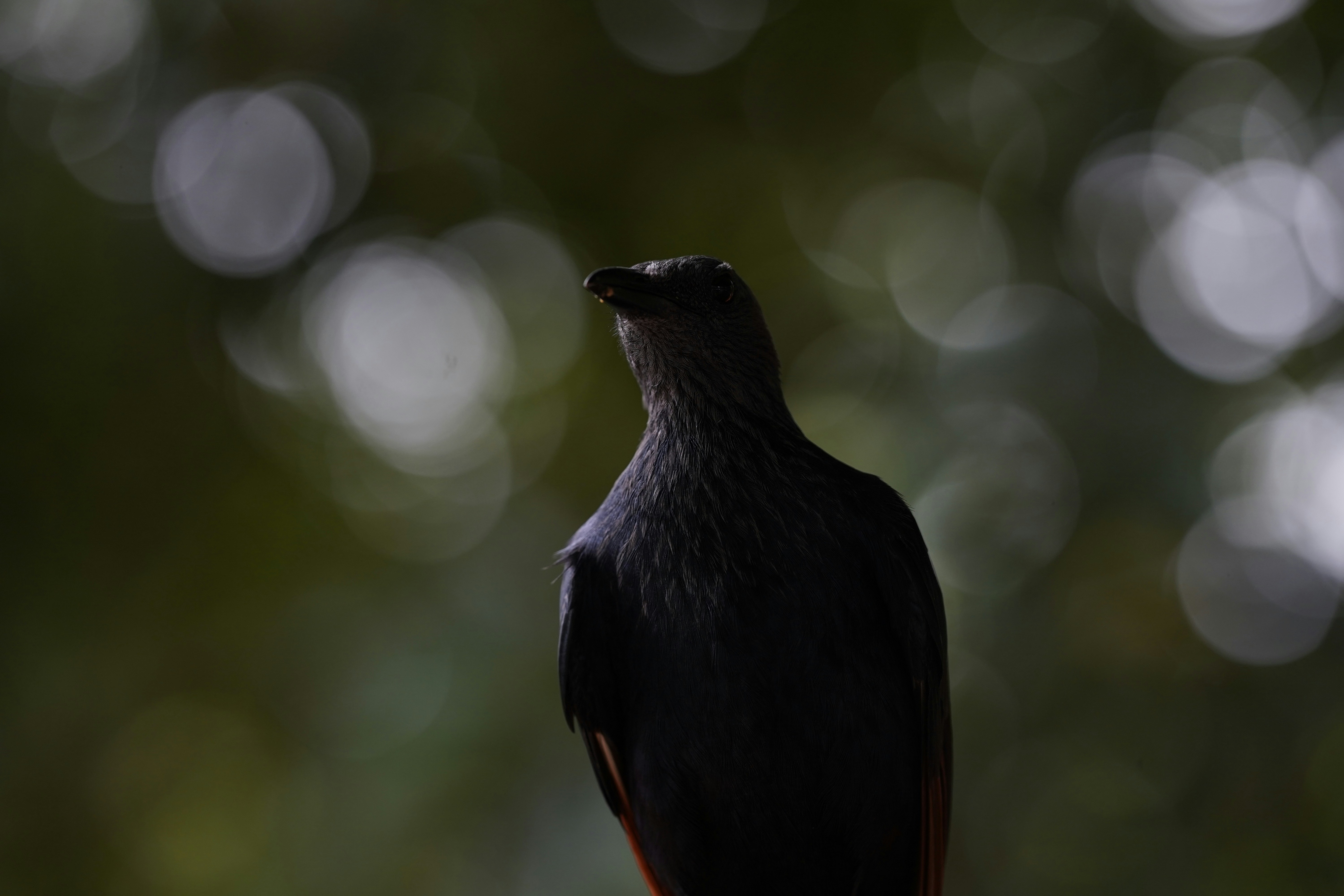 Midnight Silhouette: Raven Perched Among Soft Orb Bokeh