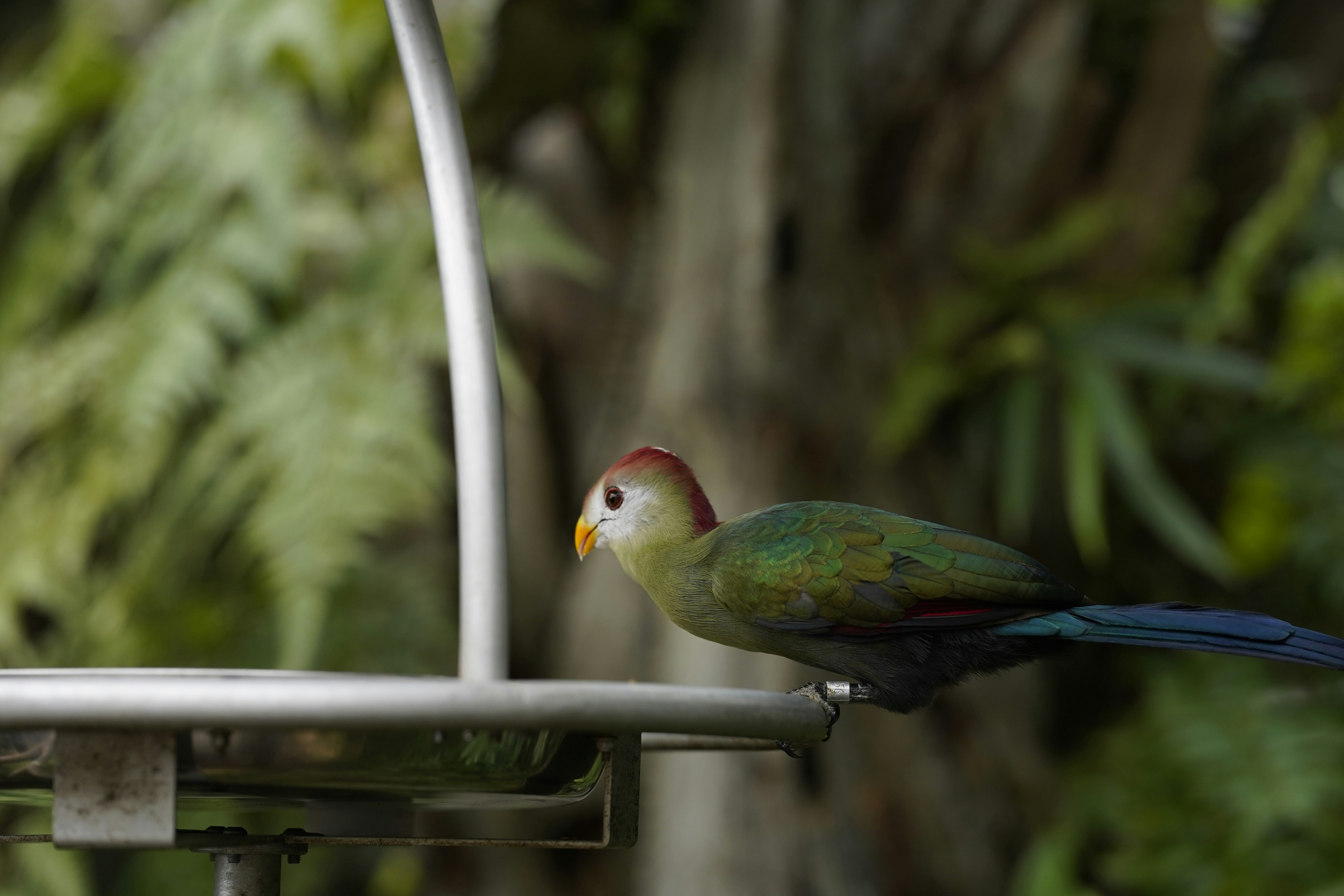 Crimson-Crowned Parrot Perches on a Metal Rail Amid Verdant Blur