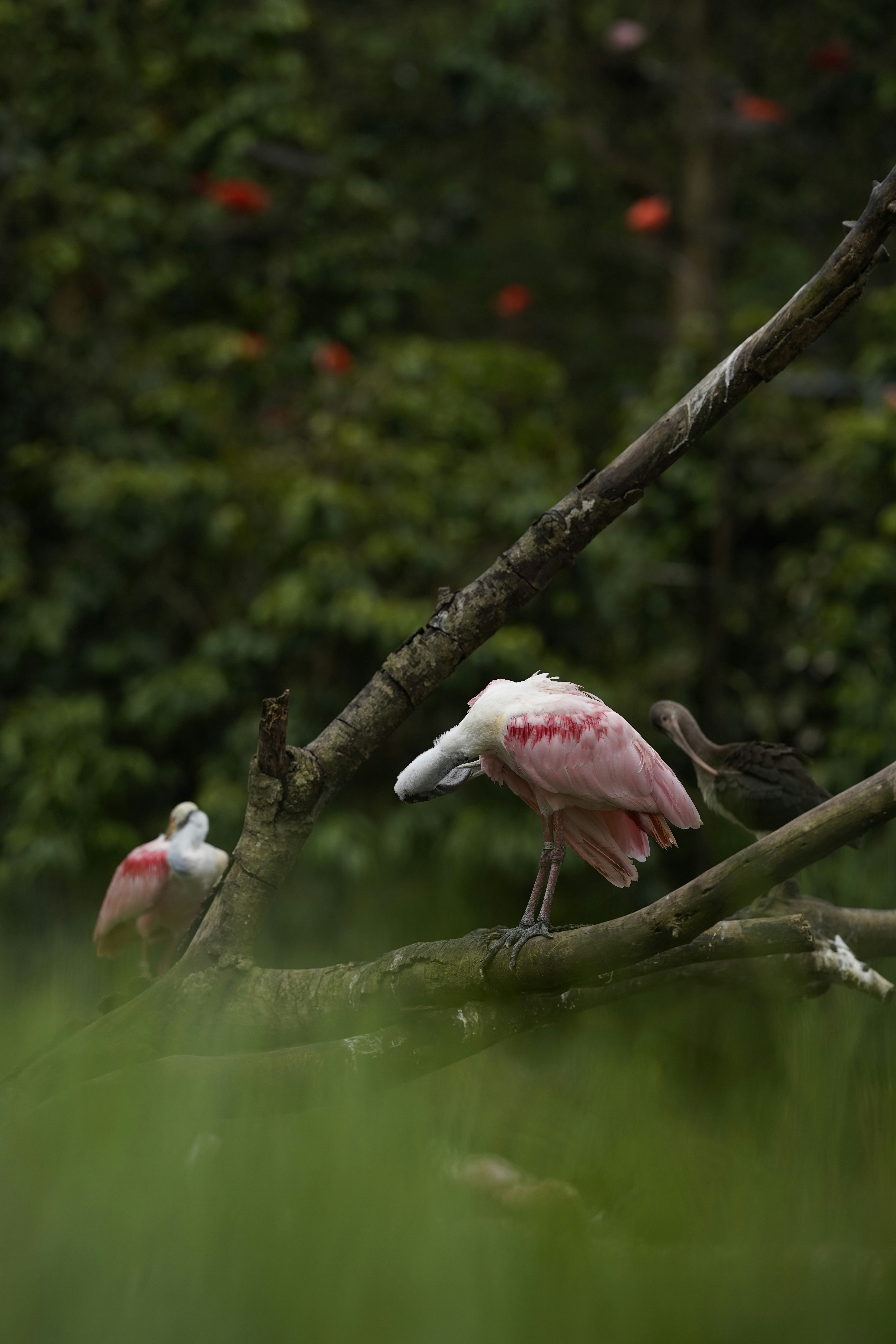 Pink Sentinel: Flamingo perched on a weathered branch in a quiet wetland
