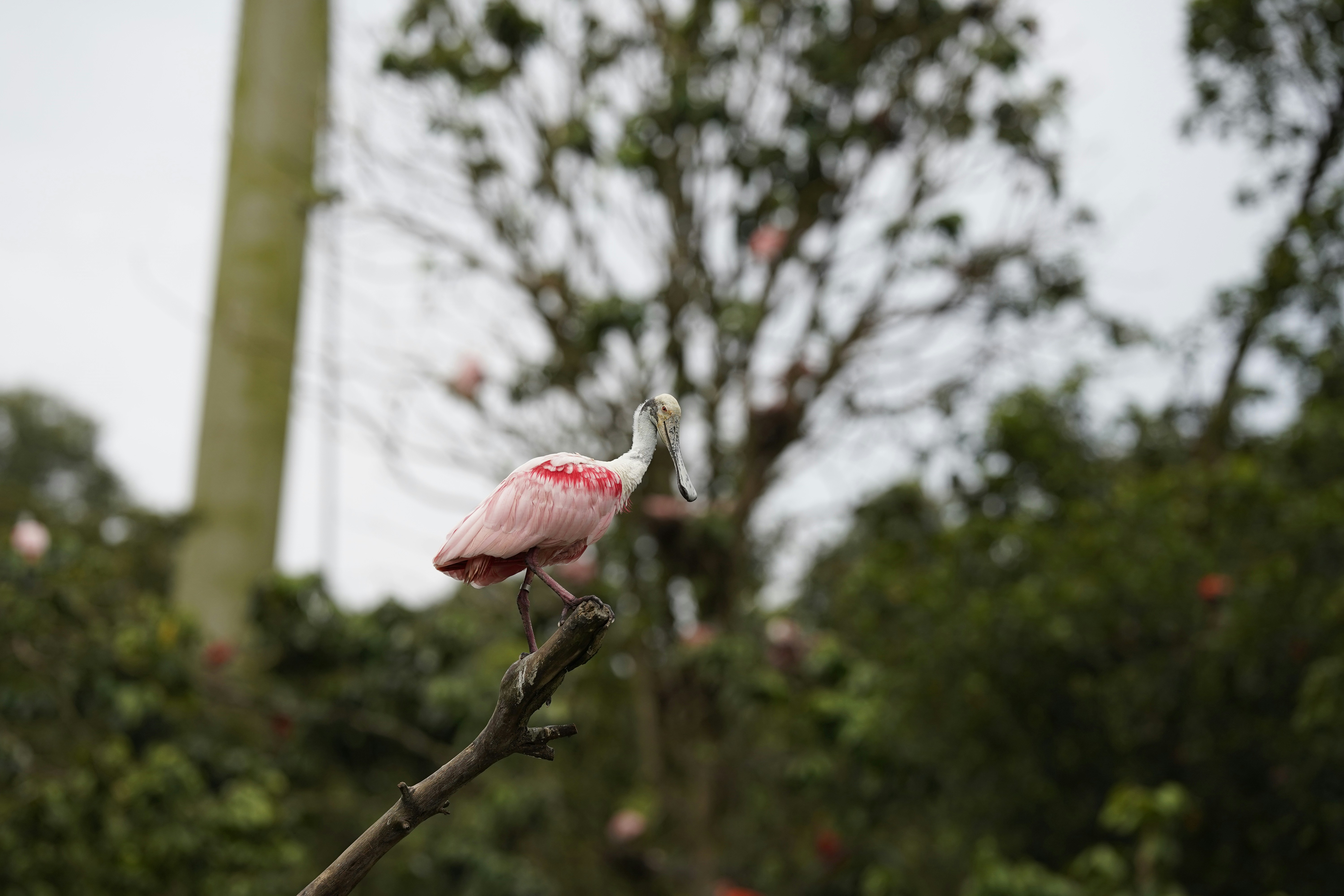 Pink Flamingo on a Twig: Stillness Amid a Lush Garden
