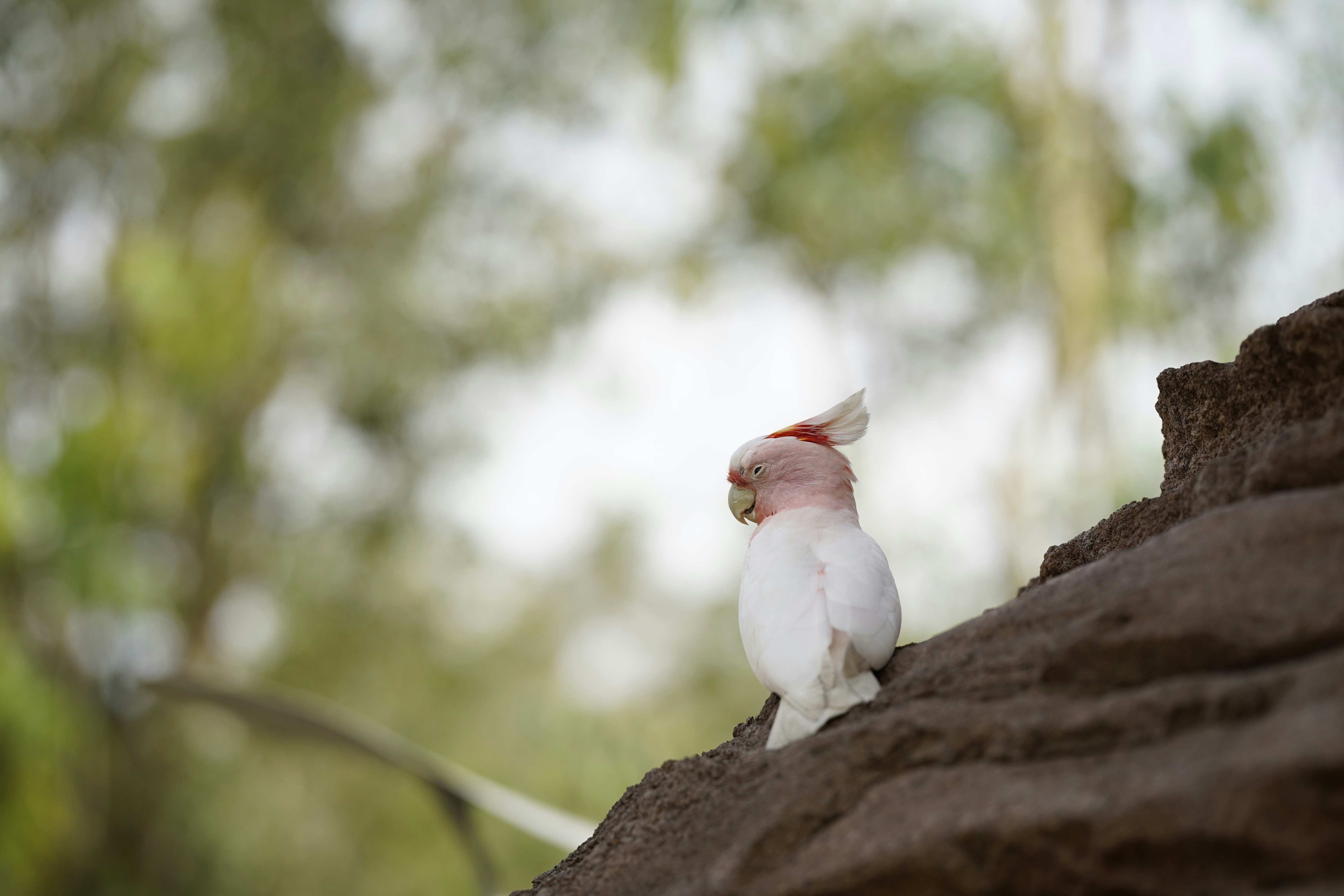 Rosy Cockatoo Perched on Weathered Rock Amid a Quiet Green Backdrop