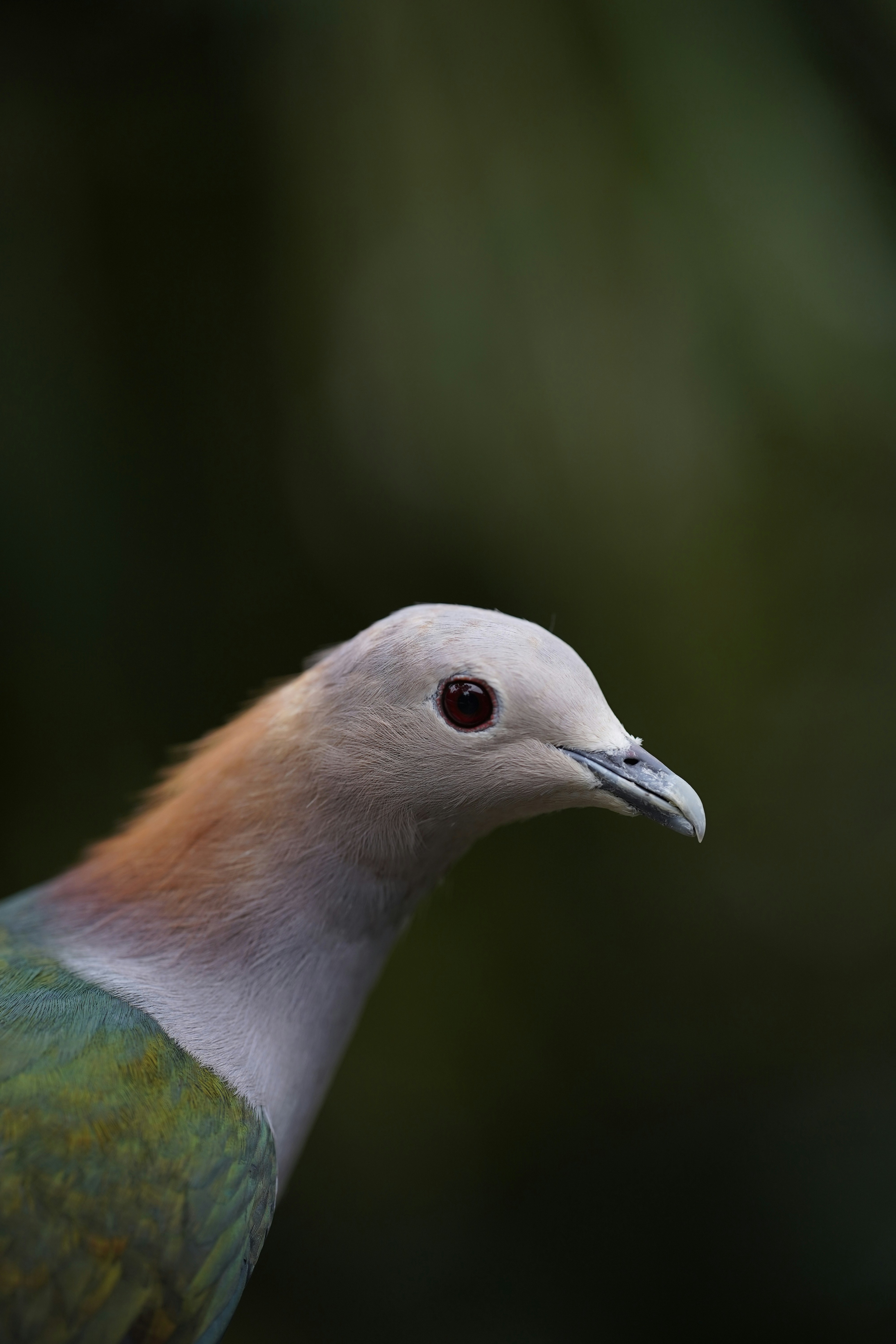 Close-up profile of a white-headed parrot with emerald wings in moody shade