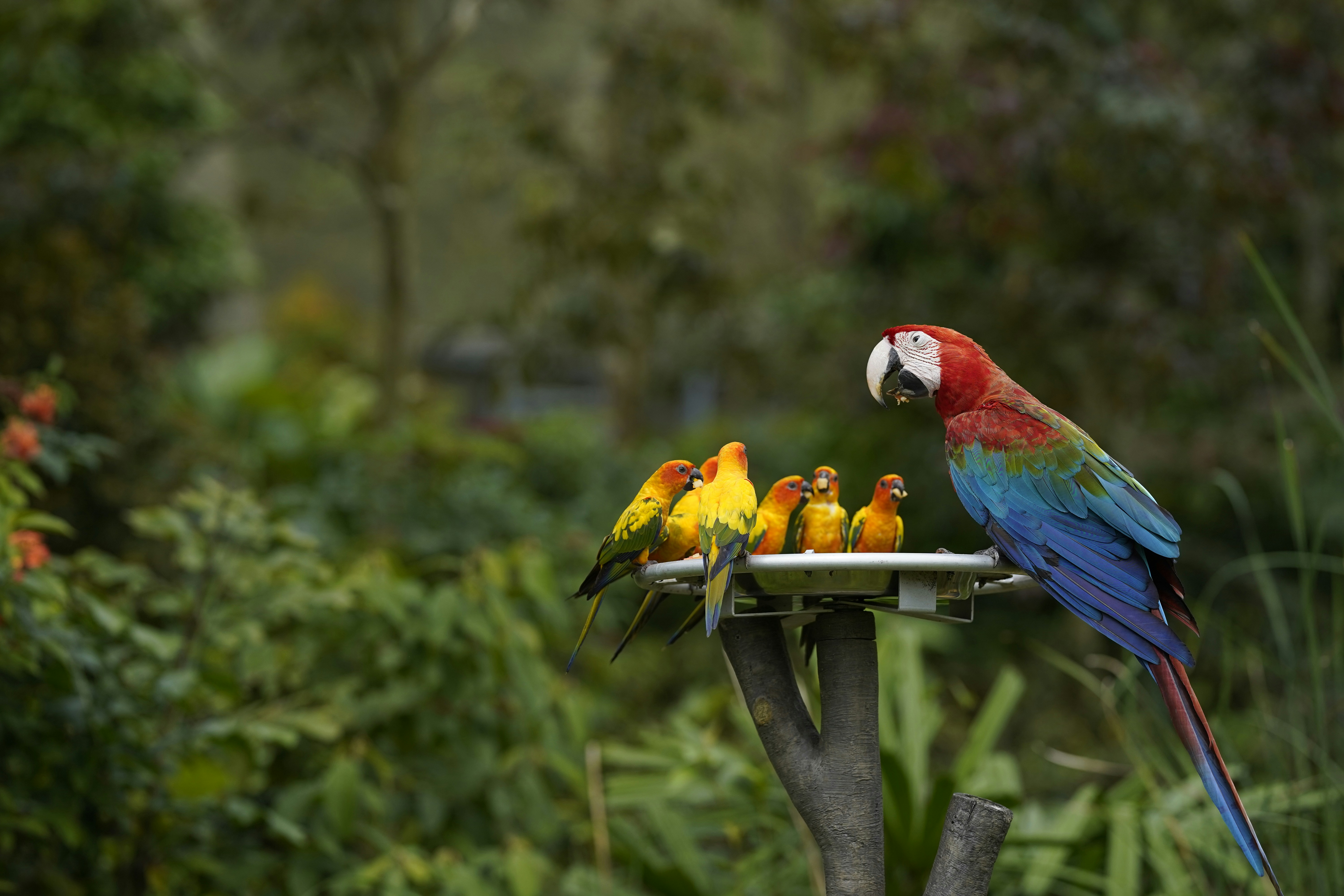 Feathered Assembly at the Garden Feeder: Scarlet Macaw and Her Four Yellow-Chick Companions