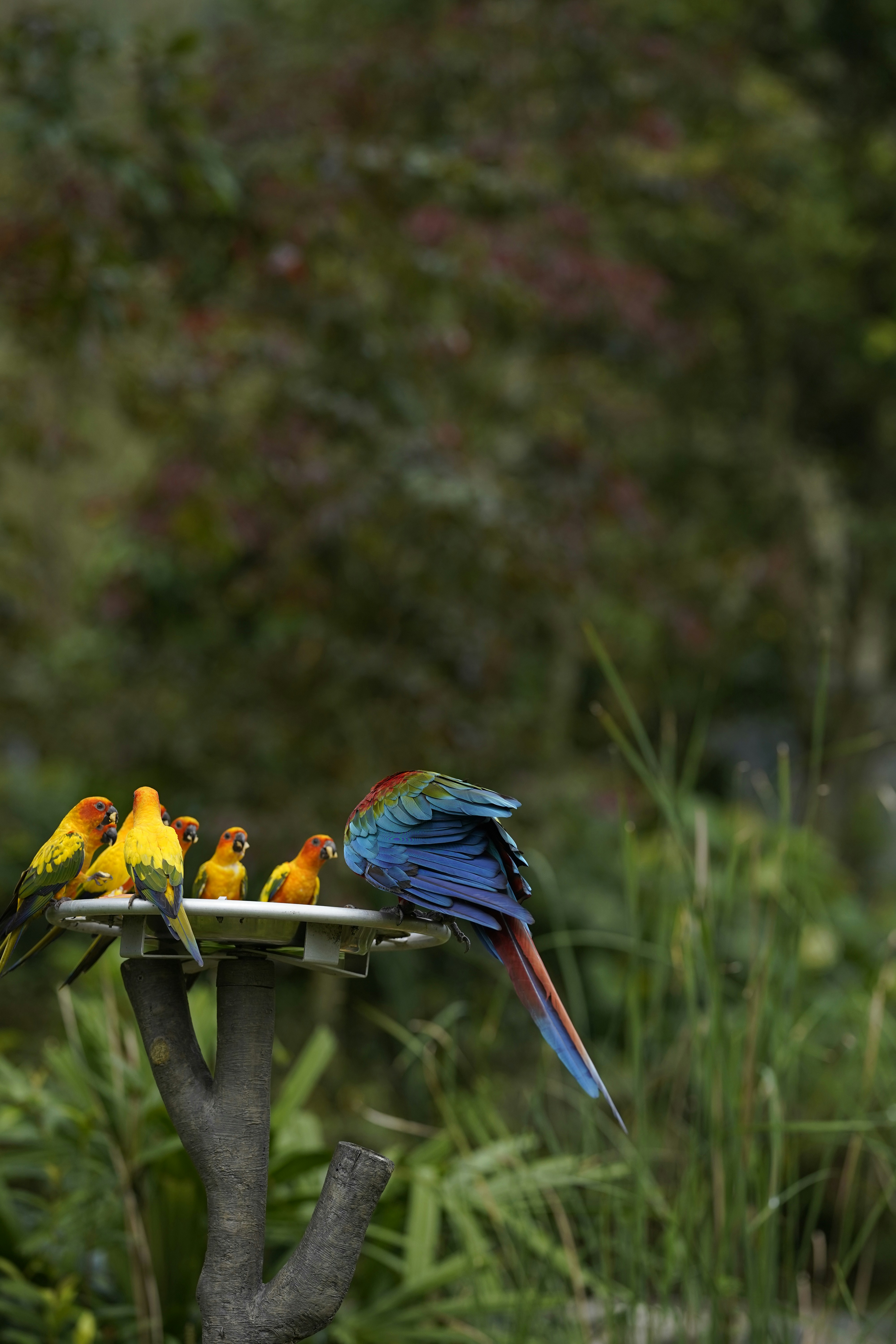 Rainbow Lorikeets Perch on a Weathered Feeder Amid Garden Greens