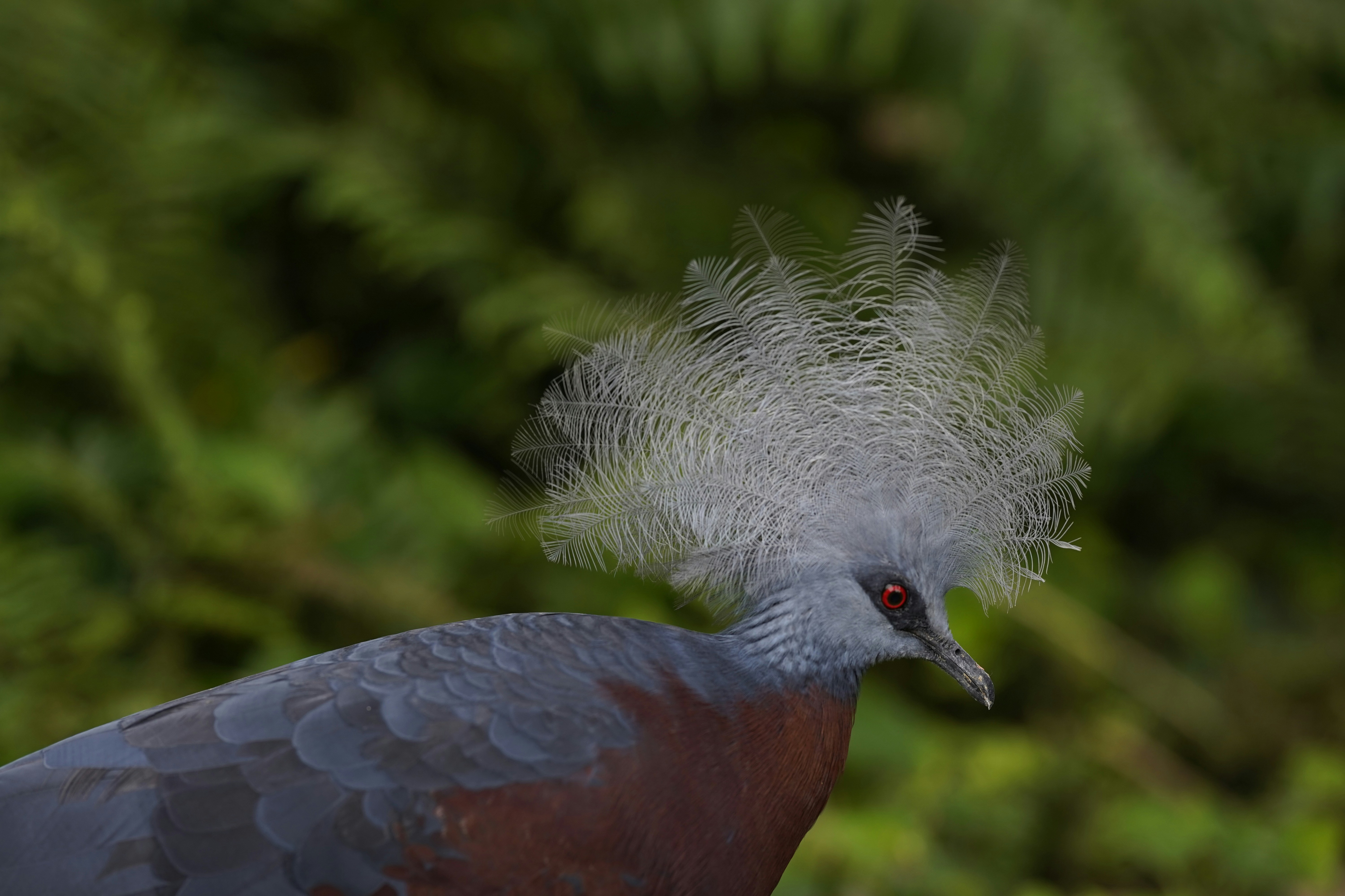 Victoria Crowned Pigeon: Lace Crest and Red Eye in a Green Backdrop