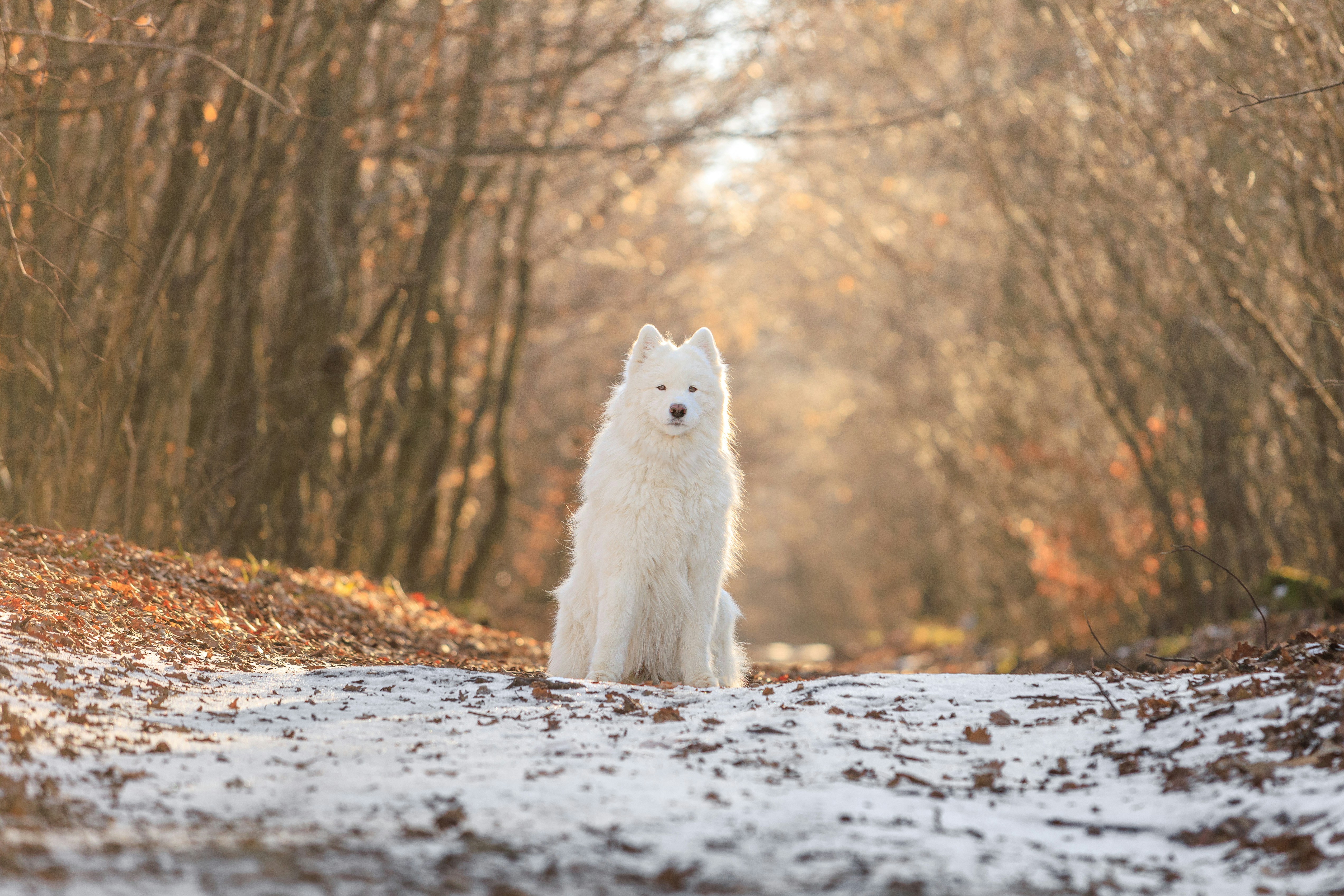 Silent Sentinel of the Snowy Path