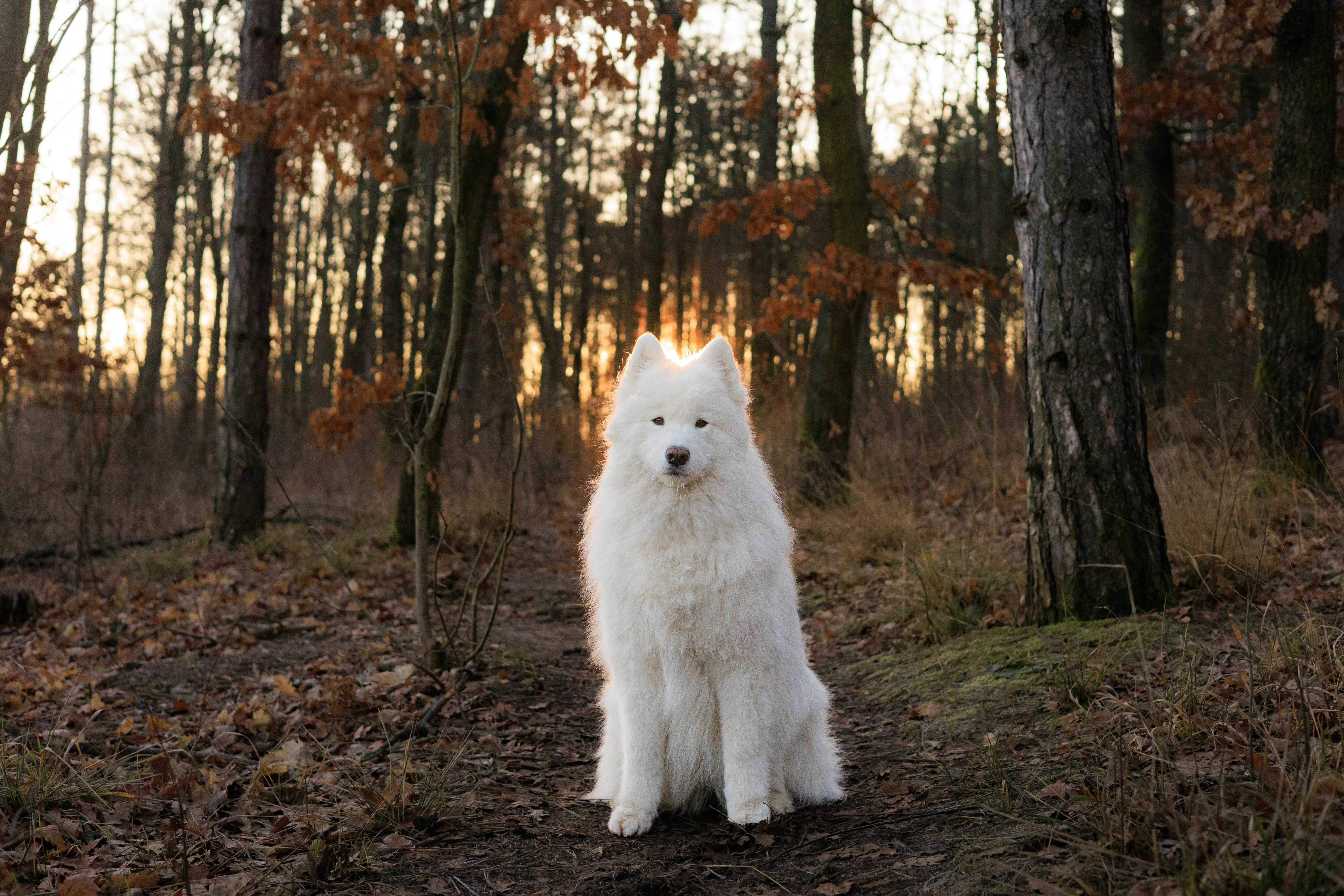 Fluffy white dog sits on a forest path, framed by trees and autumn leaves with a halo of sunset light around its fur.