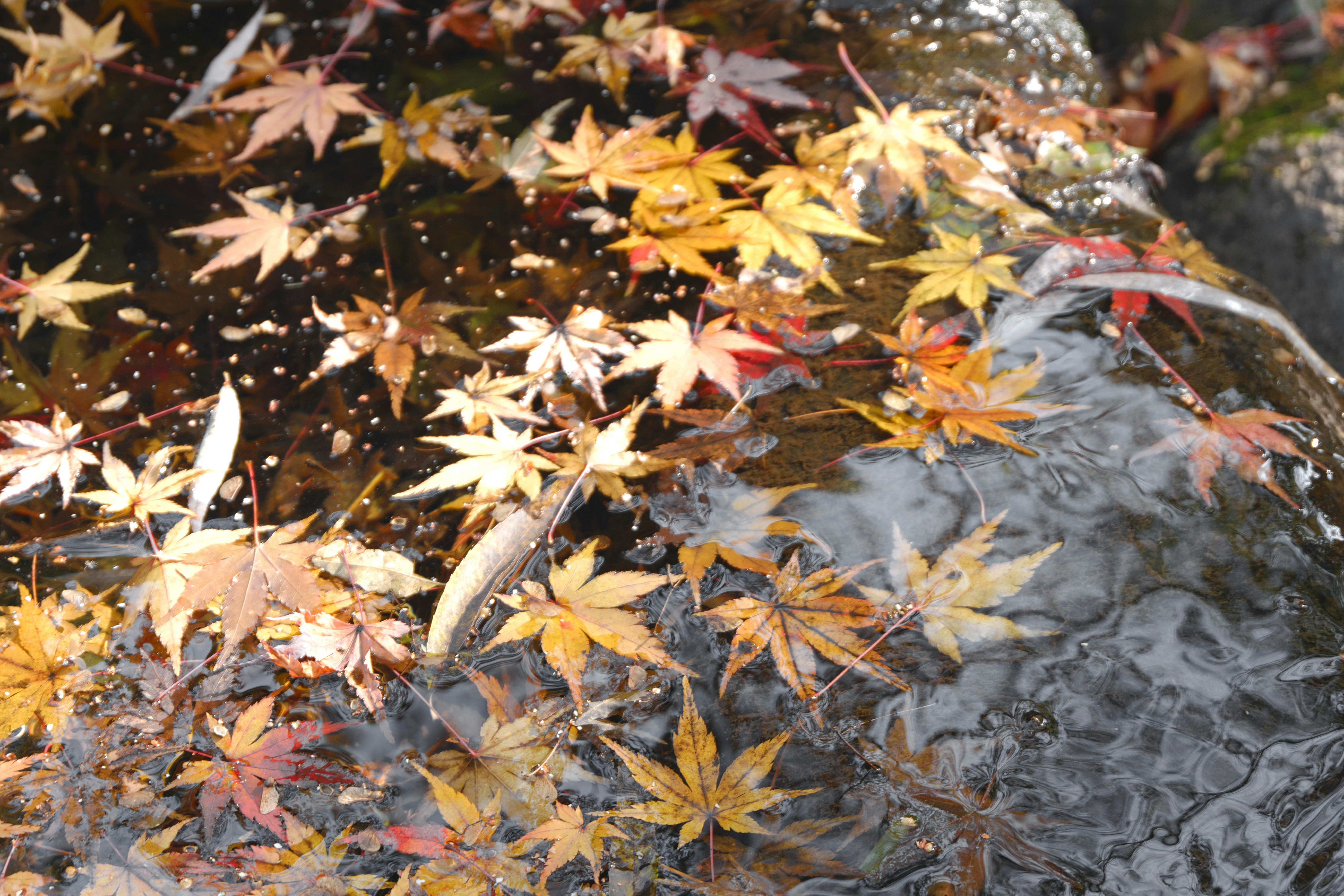 Colorful autumn leaves floating on a rippling water surface.