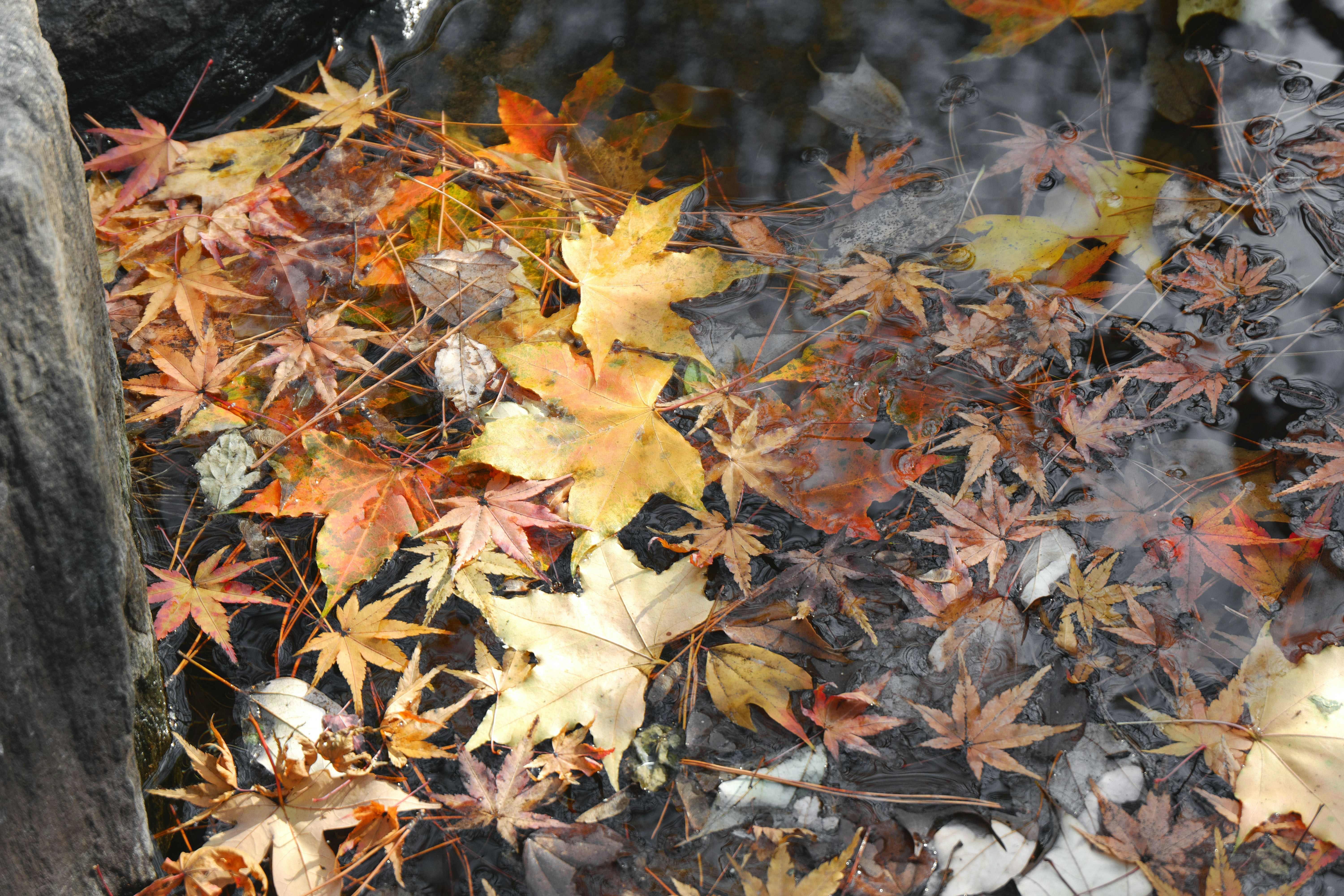 Un tas de feuilles qui sont sur le sol photo – Image gratuite de Chine ...