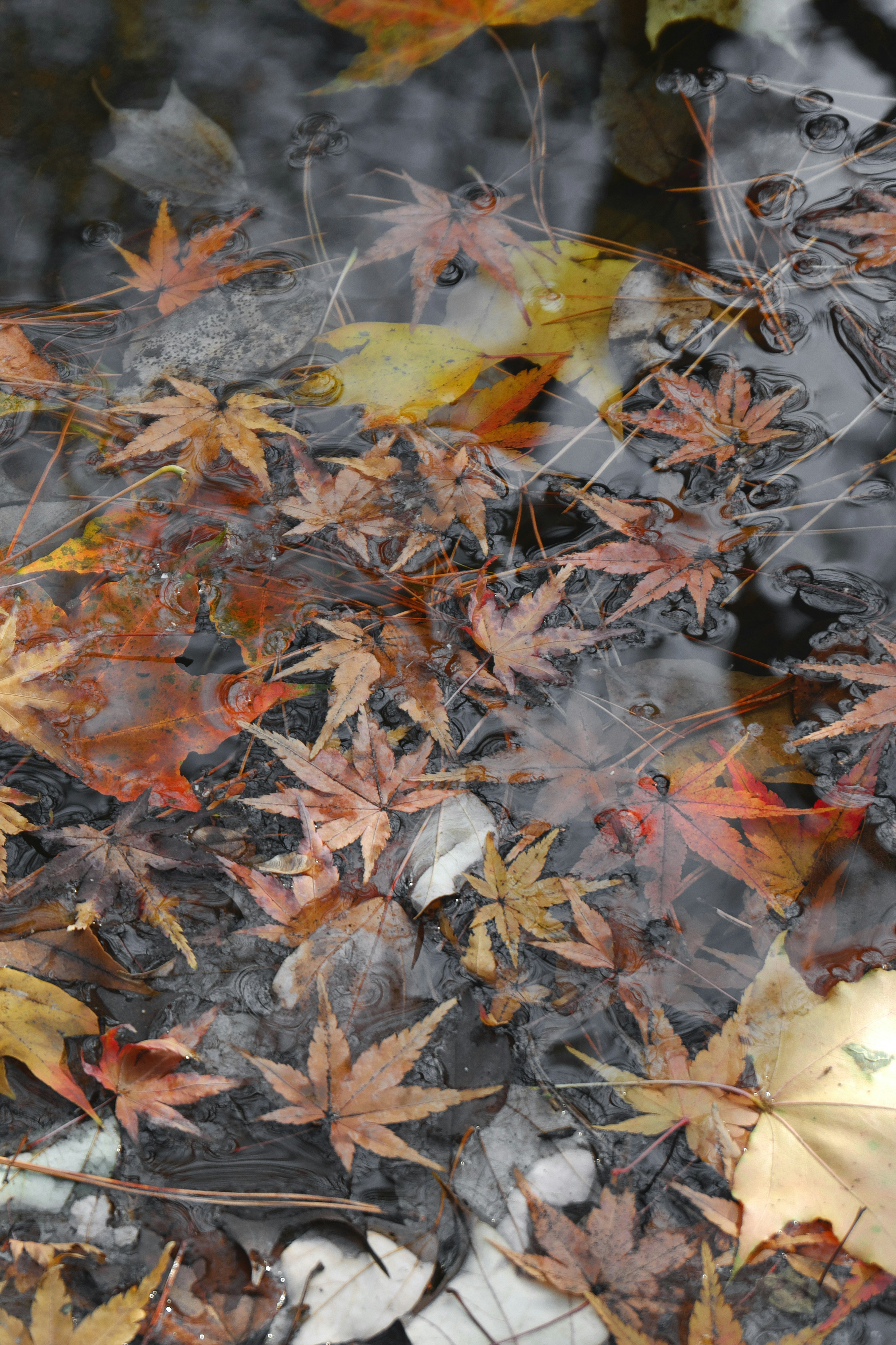 Autumn's Glassy Mosaic: Maple Leaves on a Quiet Pool