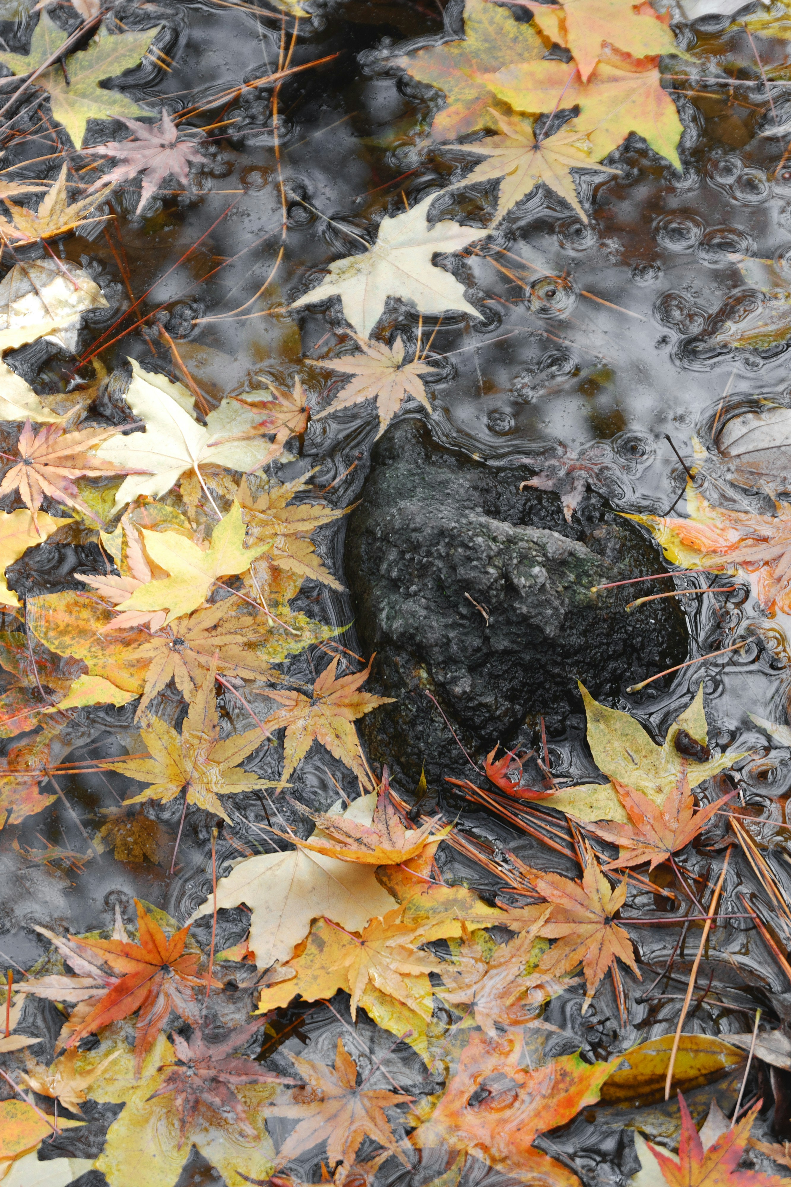 Autumn Leaves on Melted Rock: A Quiet Palette of Wet Streetcraft