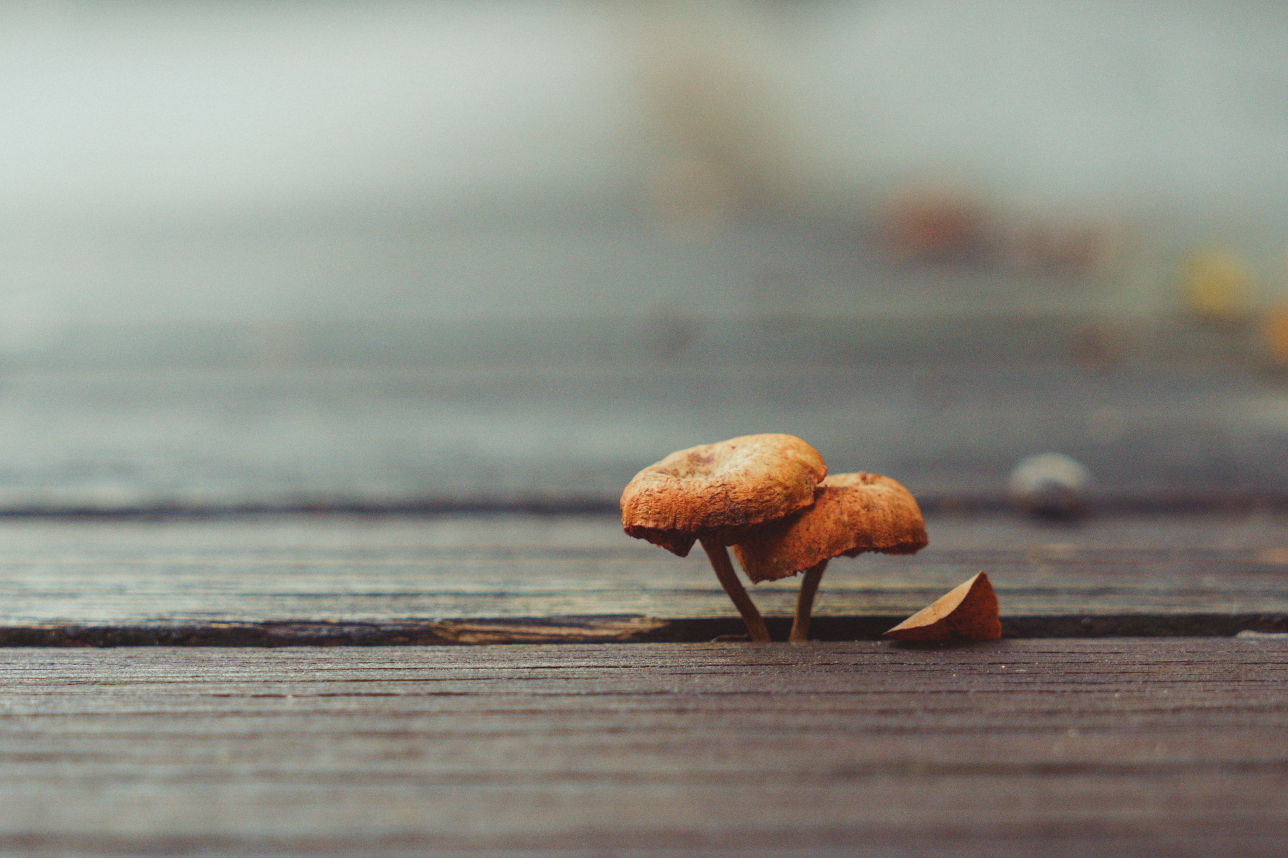 Nature's Resilience: A Quiet Emergence