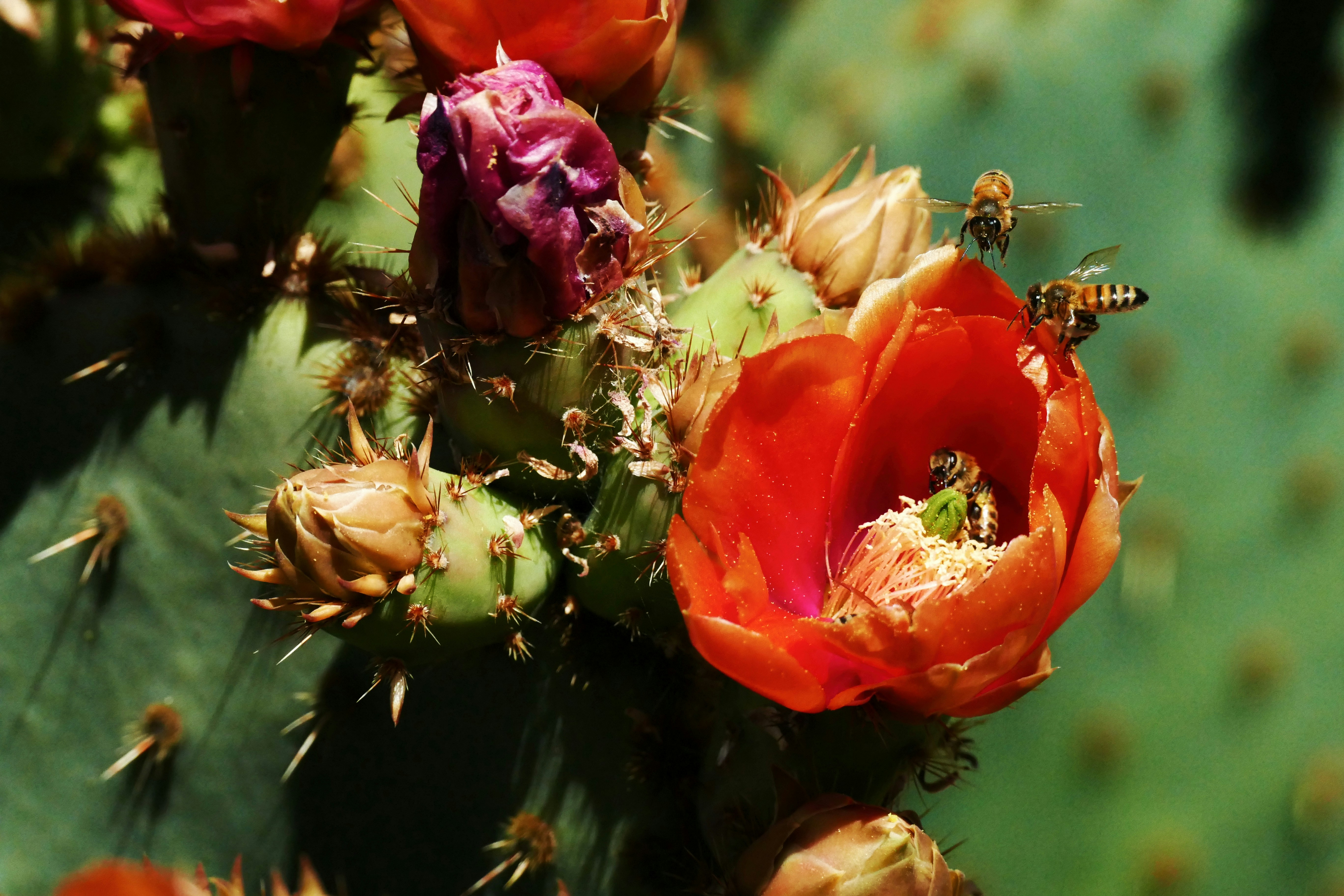 Orange cactus flower with spines and bees gathering nectar.