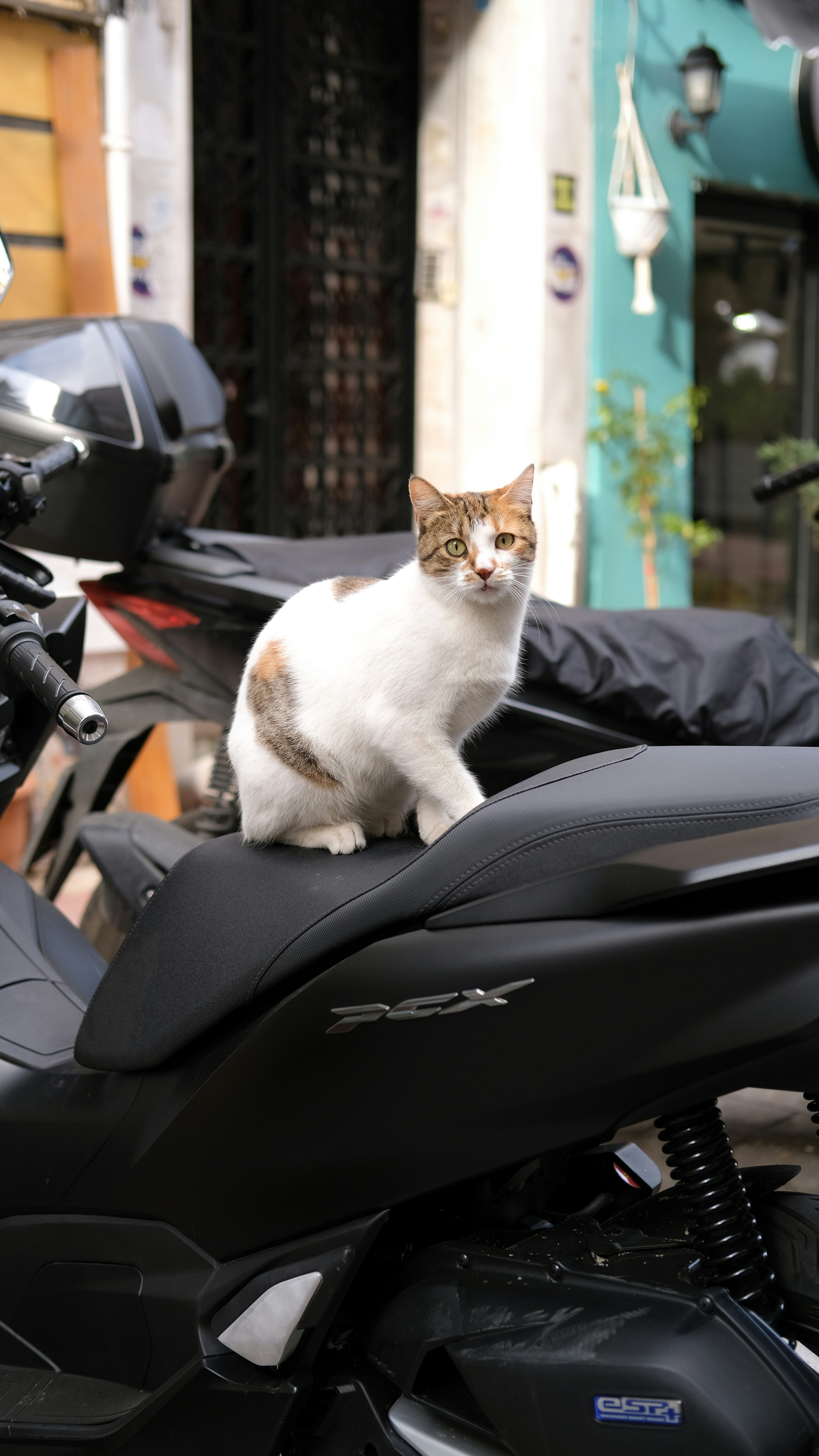 Street-Side Cat on a PCX Scooter: a Quiet City Moment