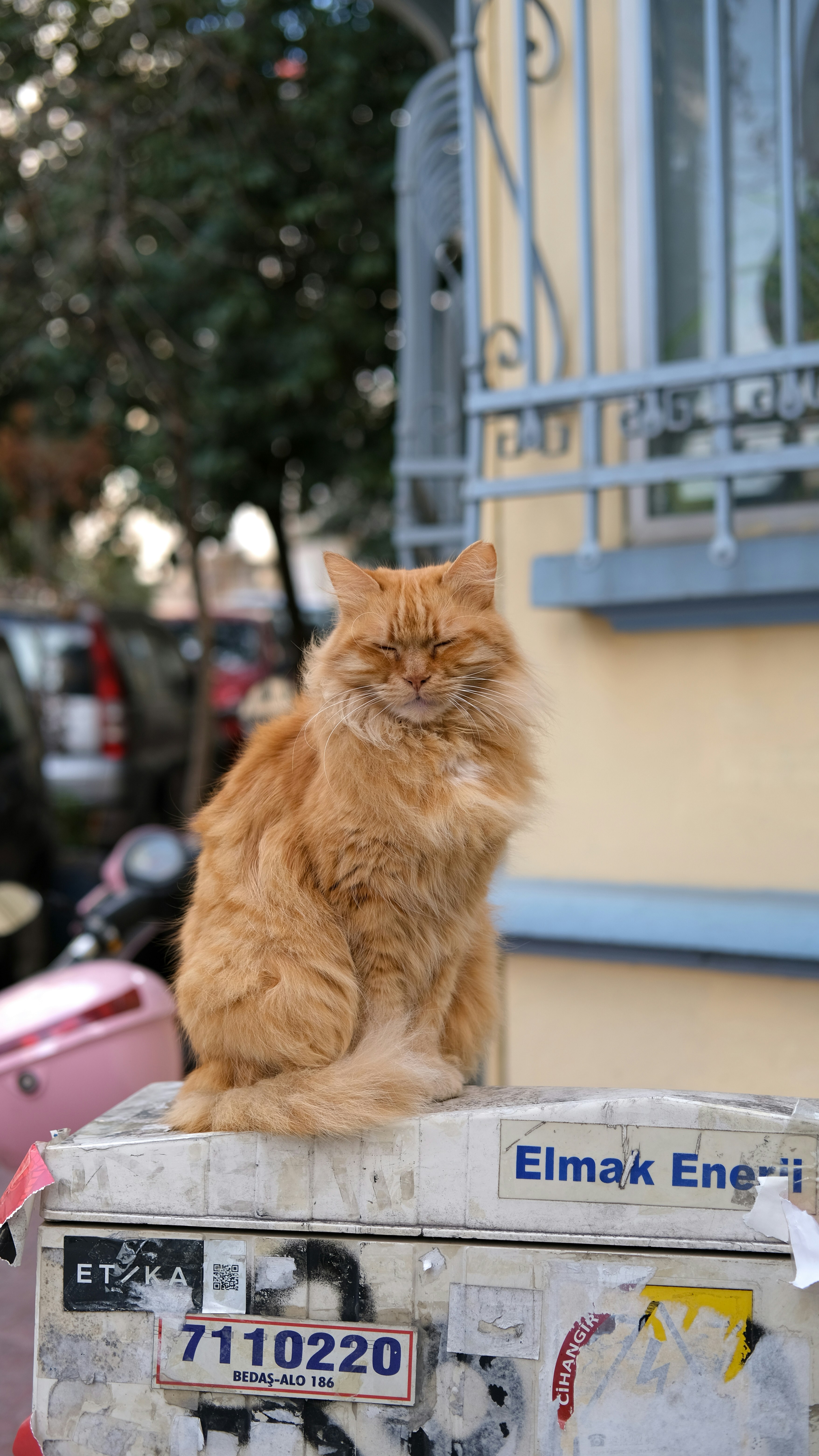 Sunlit Ginger Sentinel: Cat on a City Box