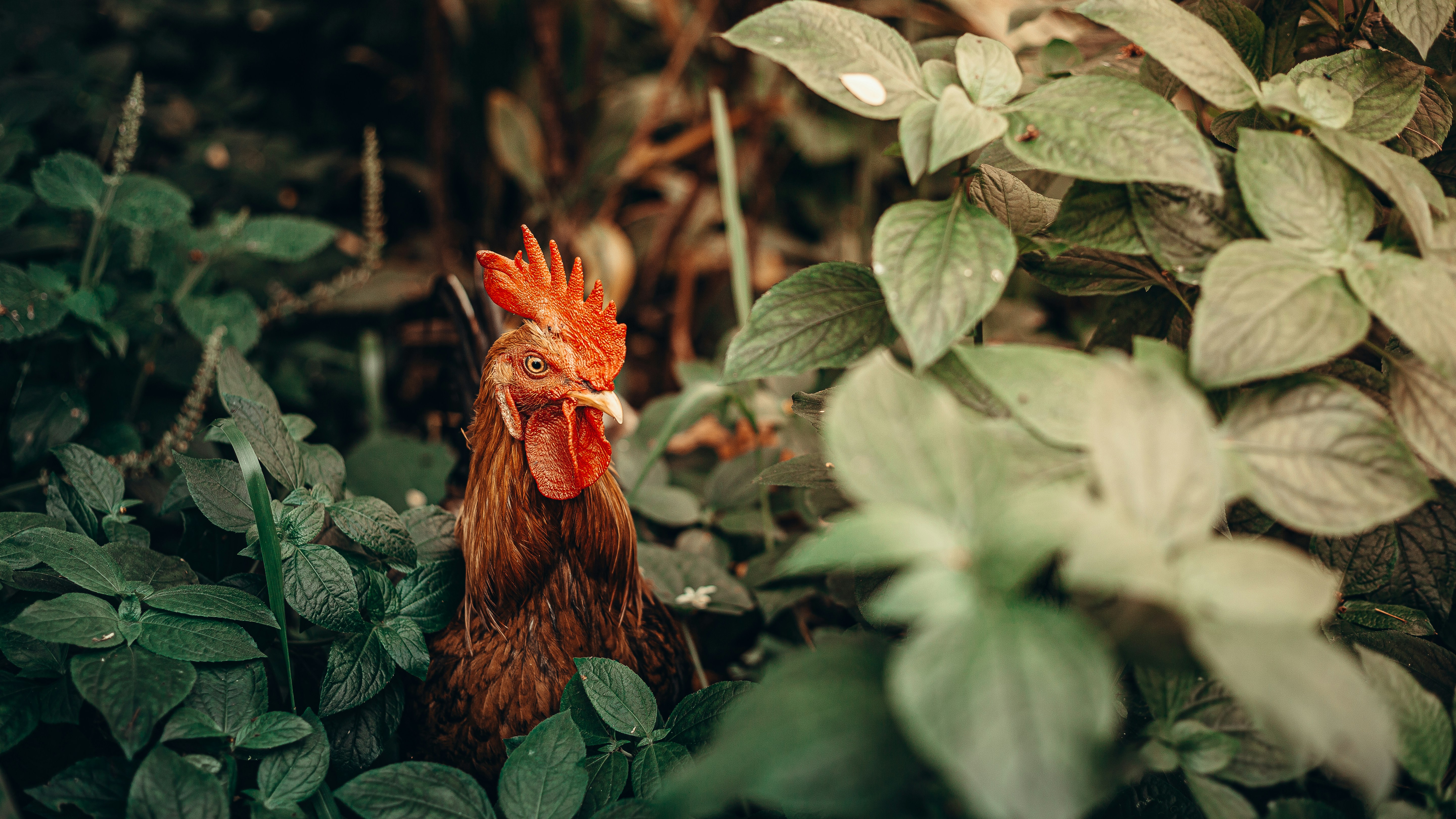 In the Green Veil: A Rooster Peeks Through Dense Foliage