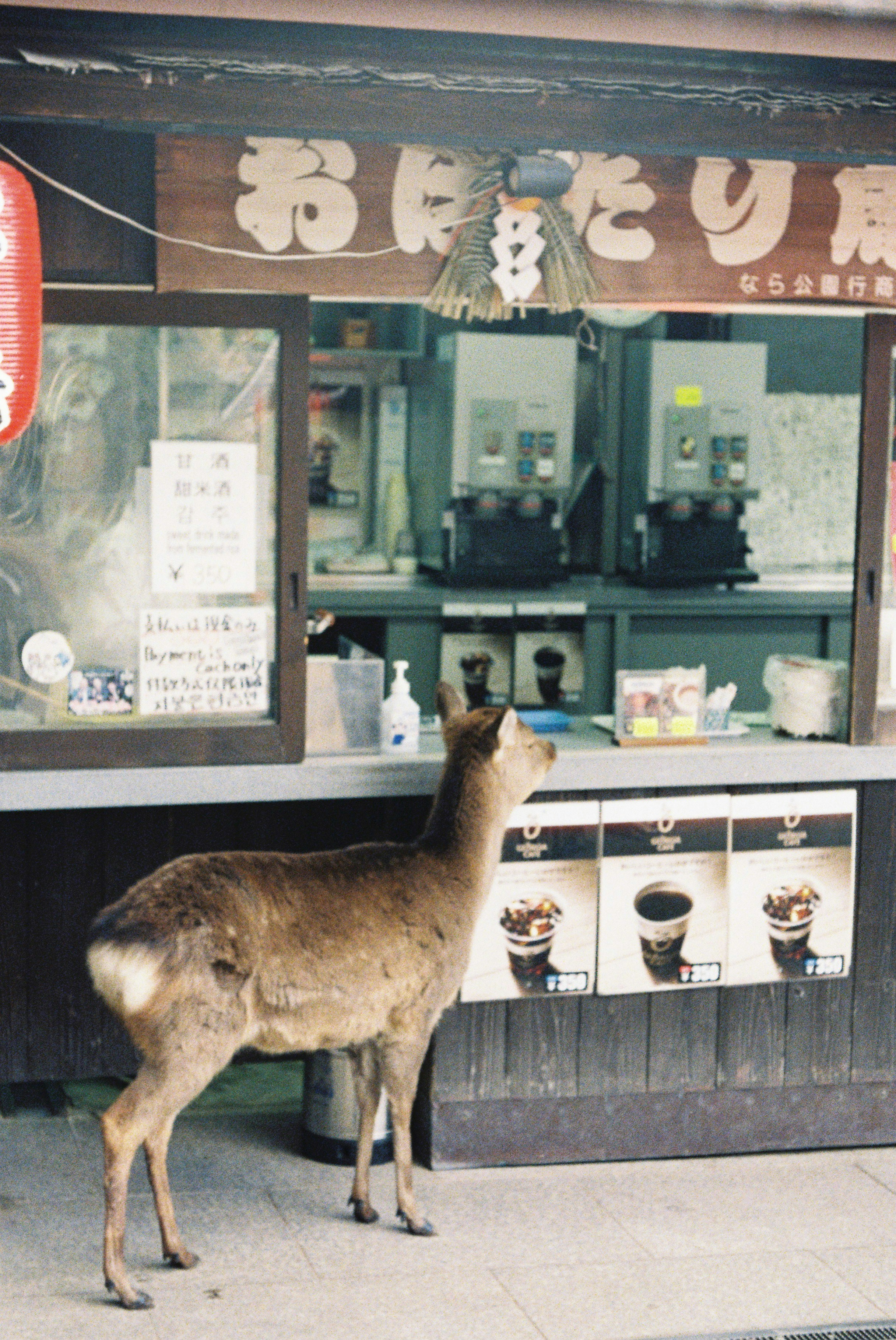 Curious Deer Waits at a Japanese Snack Stand