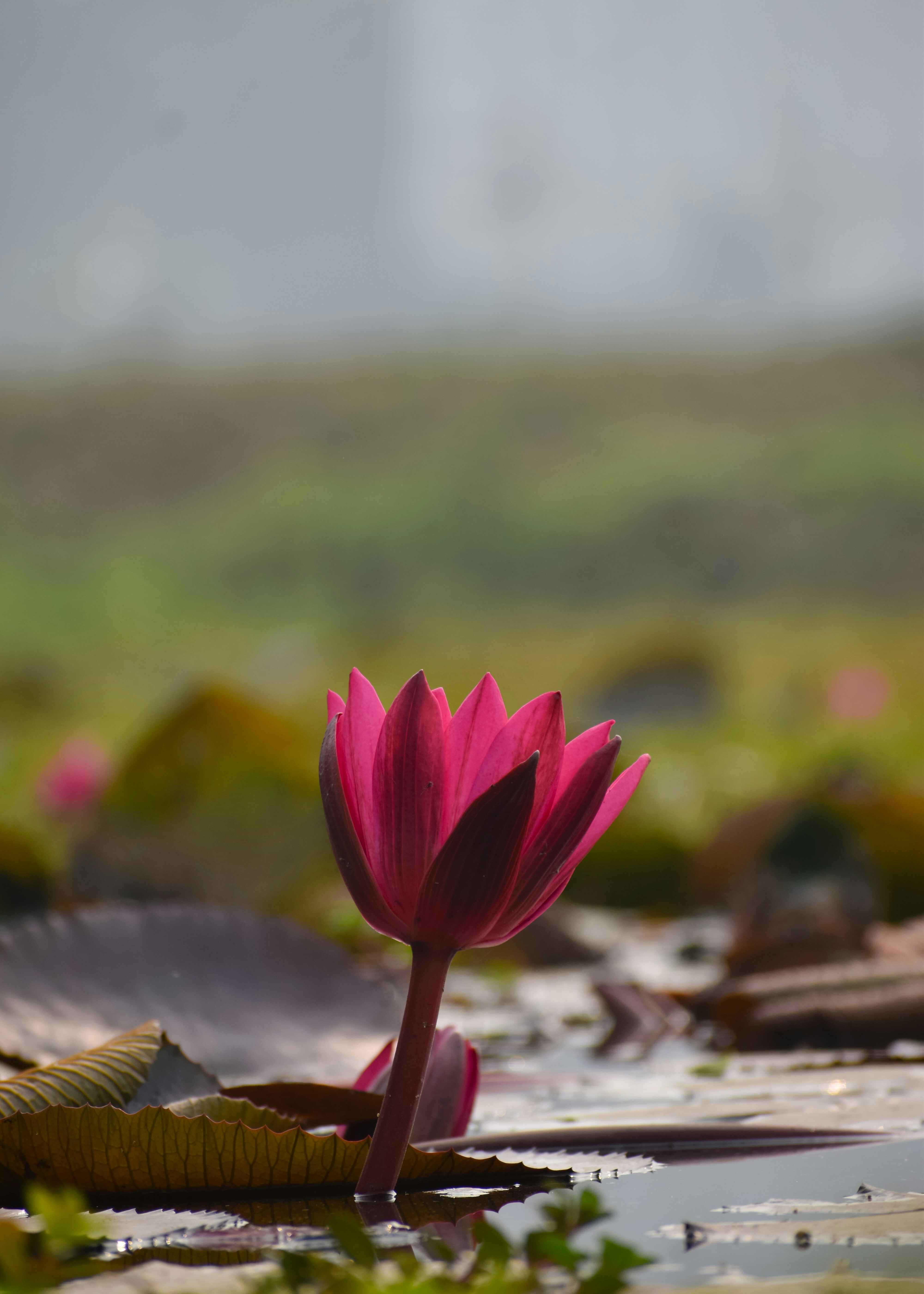 Pink Lotus Sentinel: A Quiet Bloom at the Pond's Edge