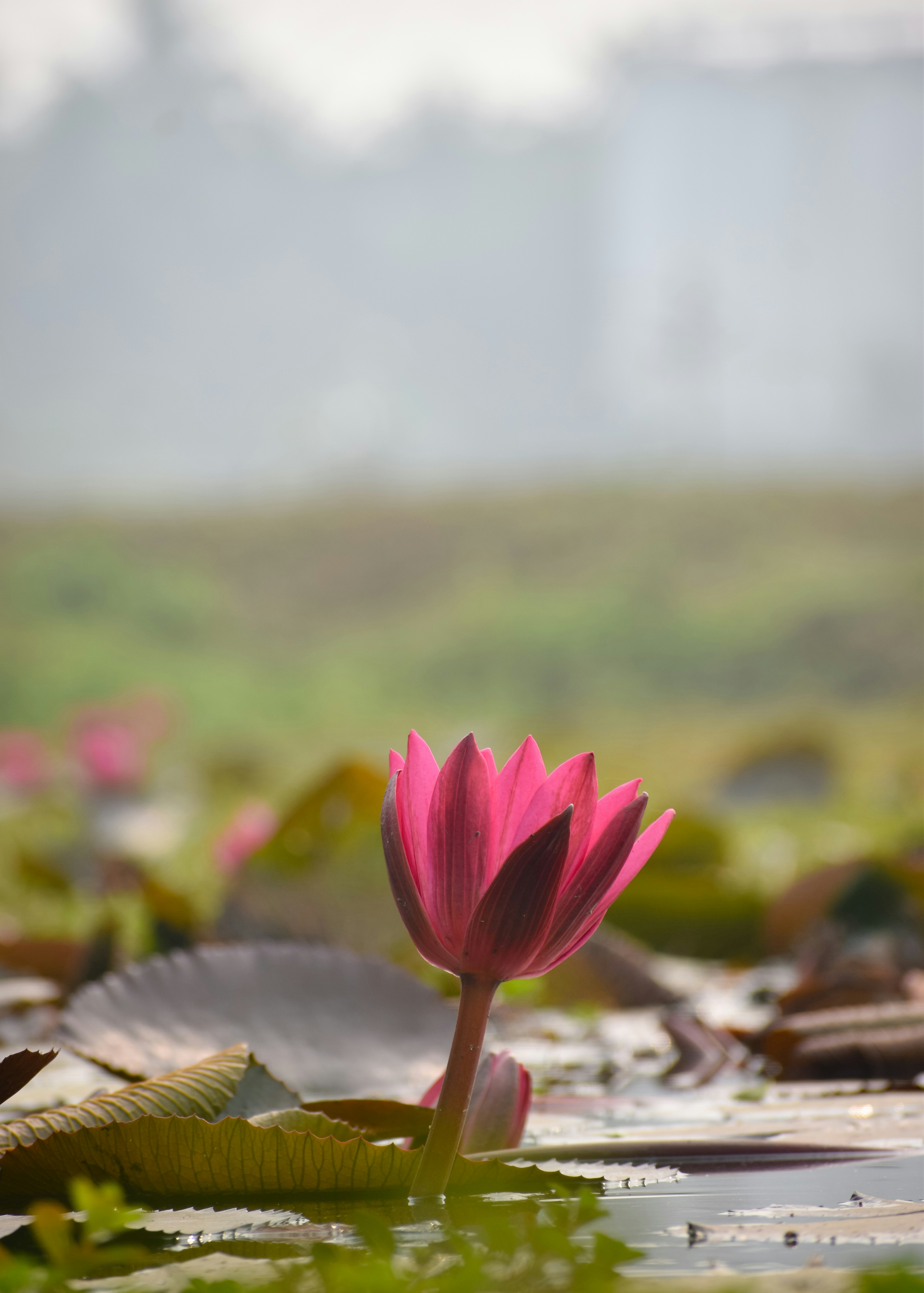 Pink Lotus Bloom Anchored in a Quiet Pond