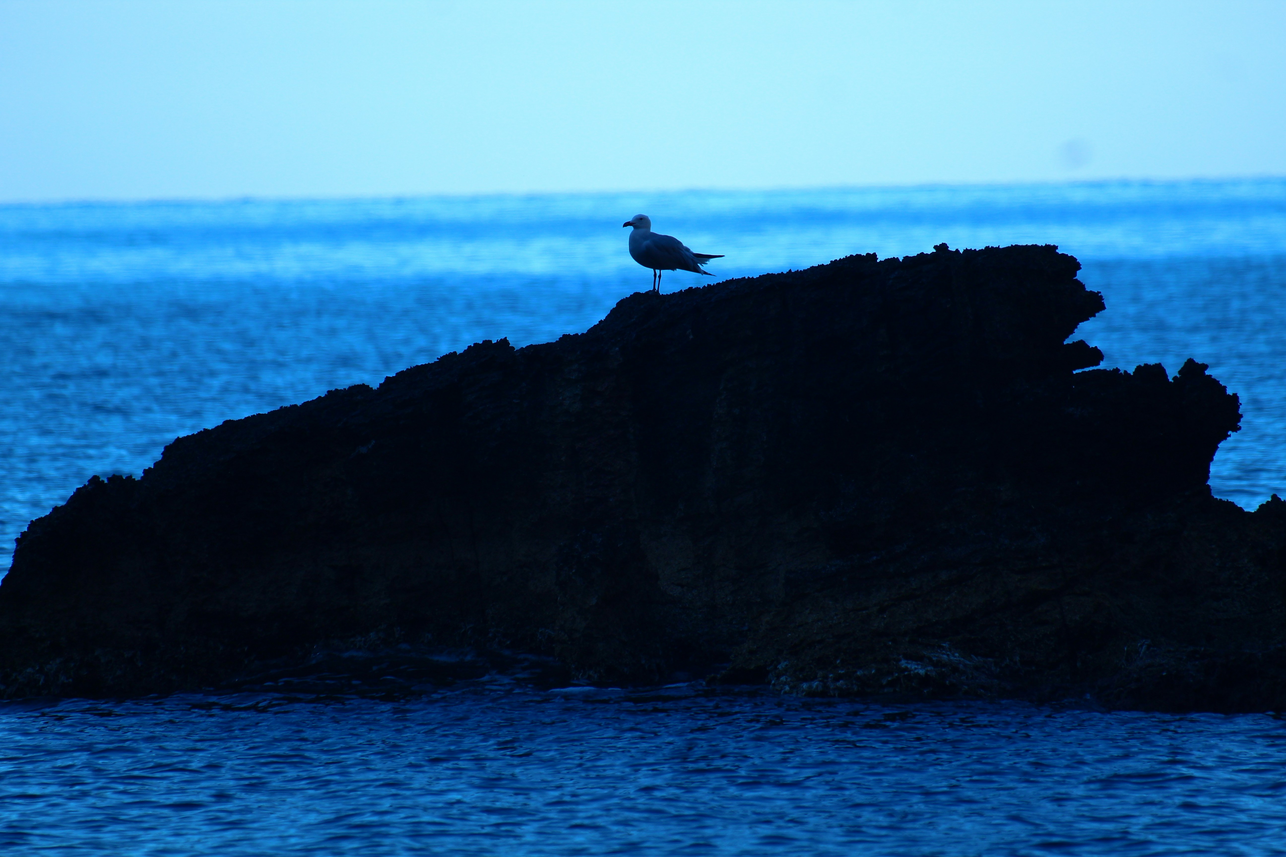 Lone seabird on a jagged rock under a cobalt sea horizon