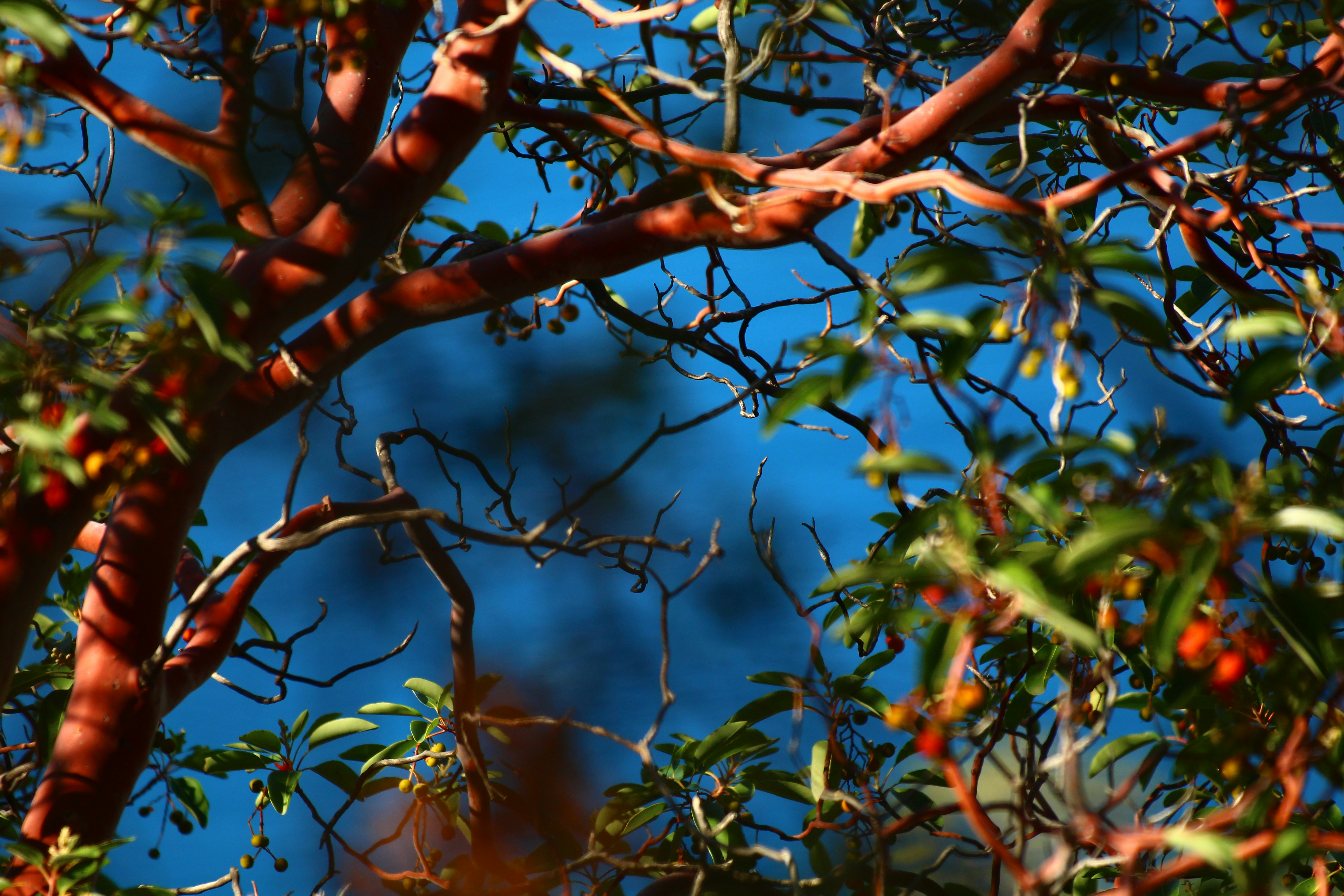 Crimson Canopy Framing a Clear Blue Sky