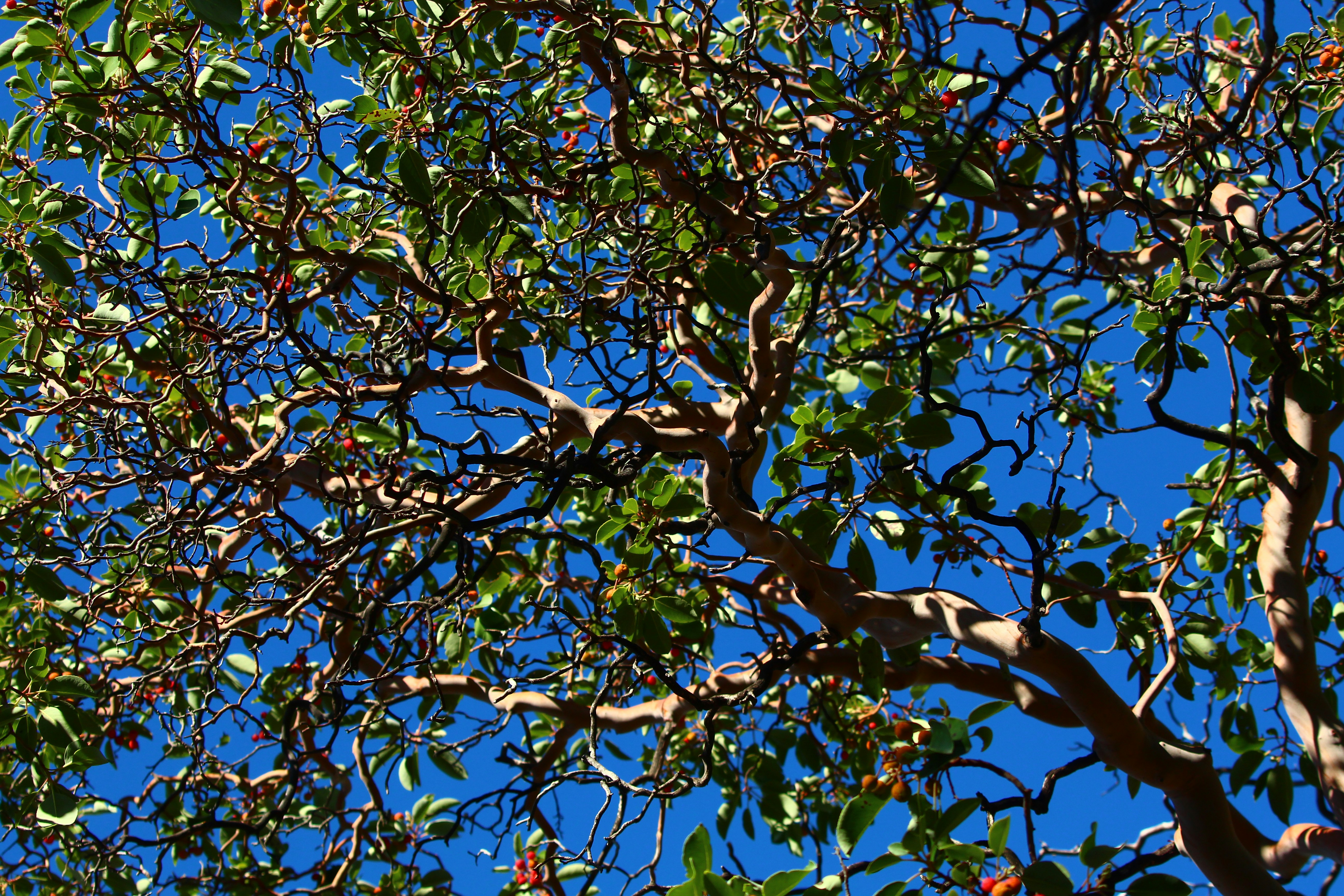Azure Lattice: Sunlit Leaves Weave Through Twisted Branches