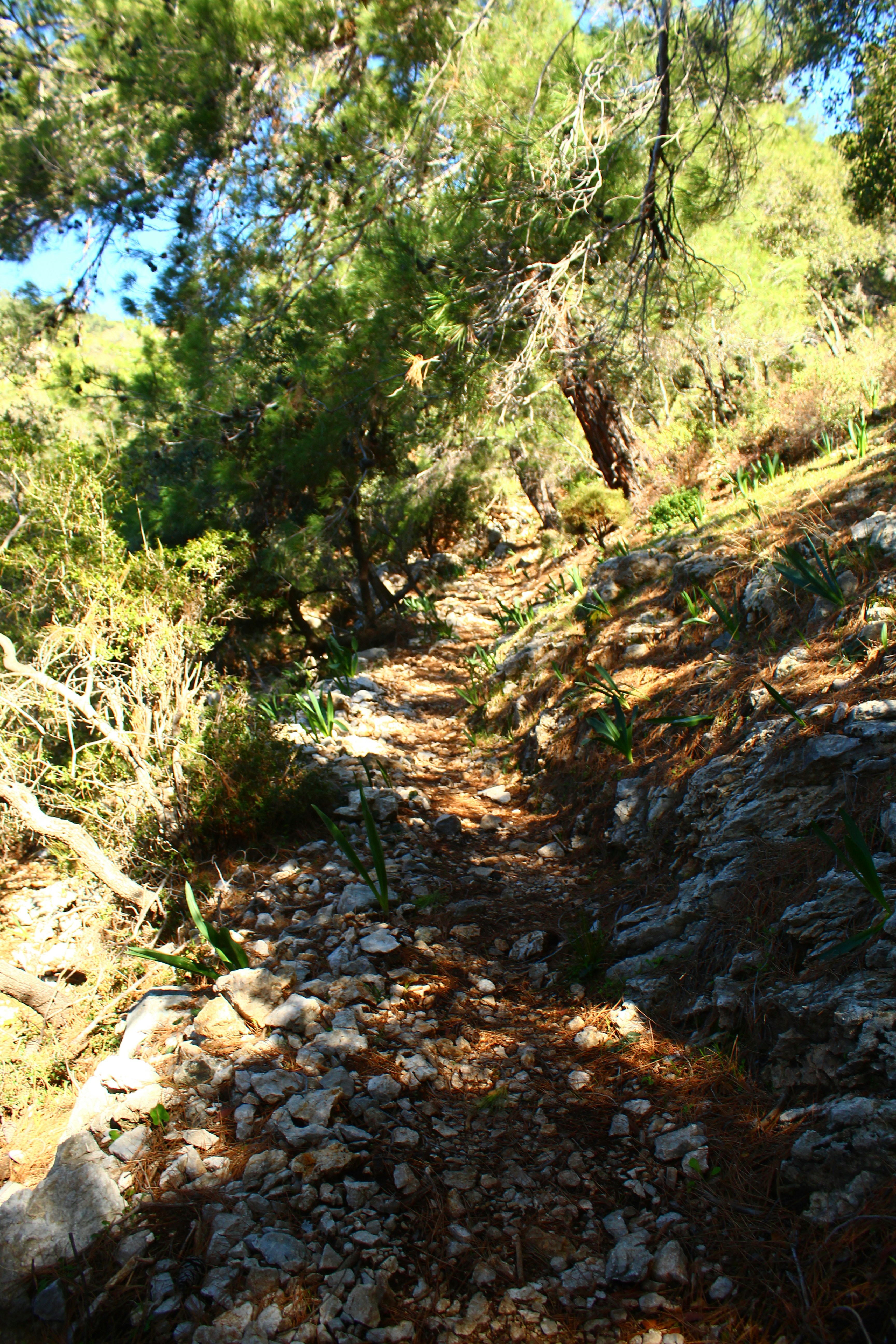 Rocky Pine Trail in Dappled Sunlight