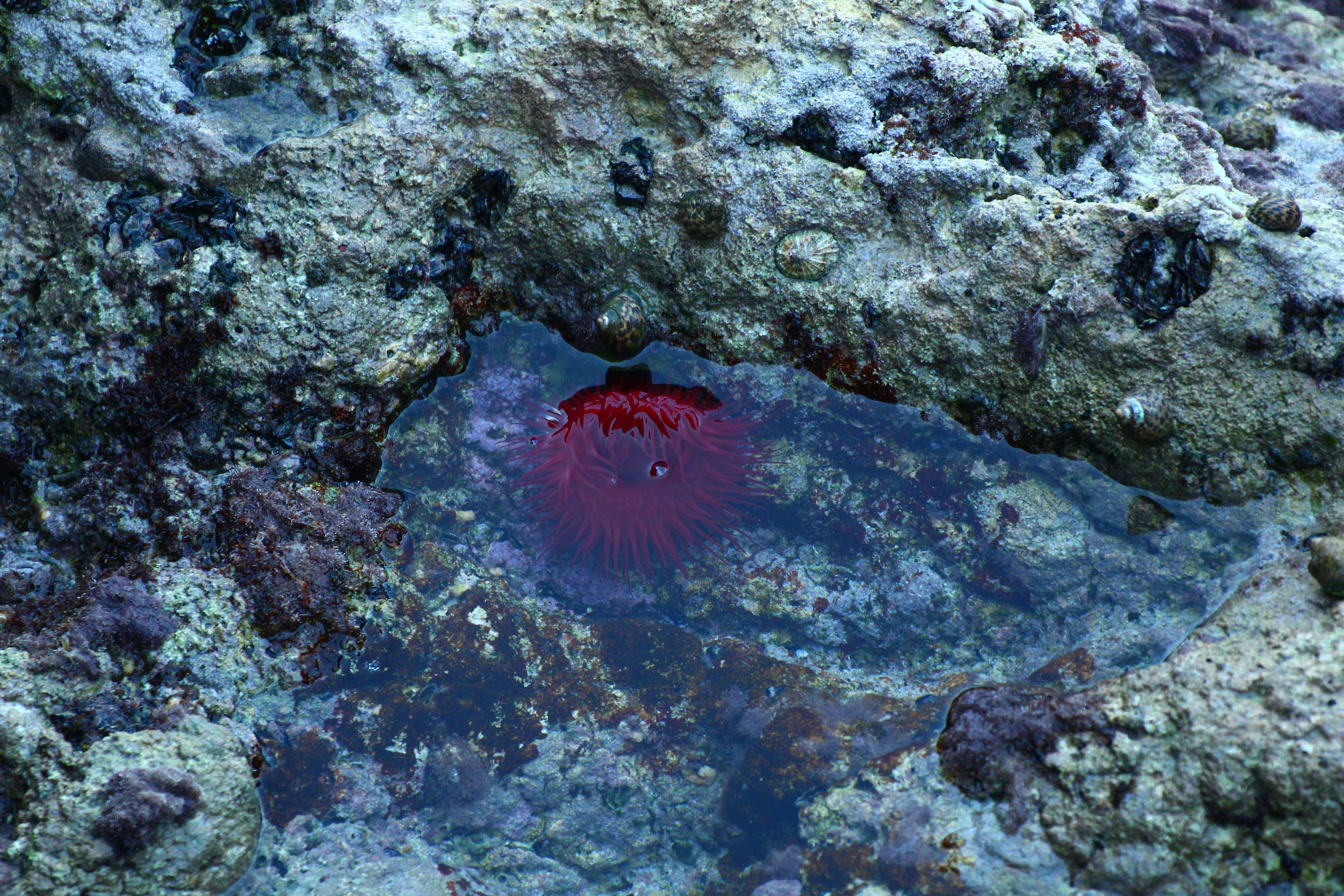 A bright red sea anemone nestled within a rocky tide pool, surrounded by textured stone and marine life. The scene captures the delicate balance of underwater ecosystems.