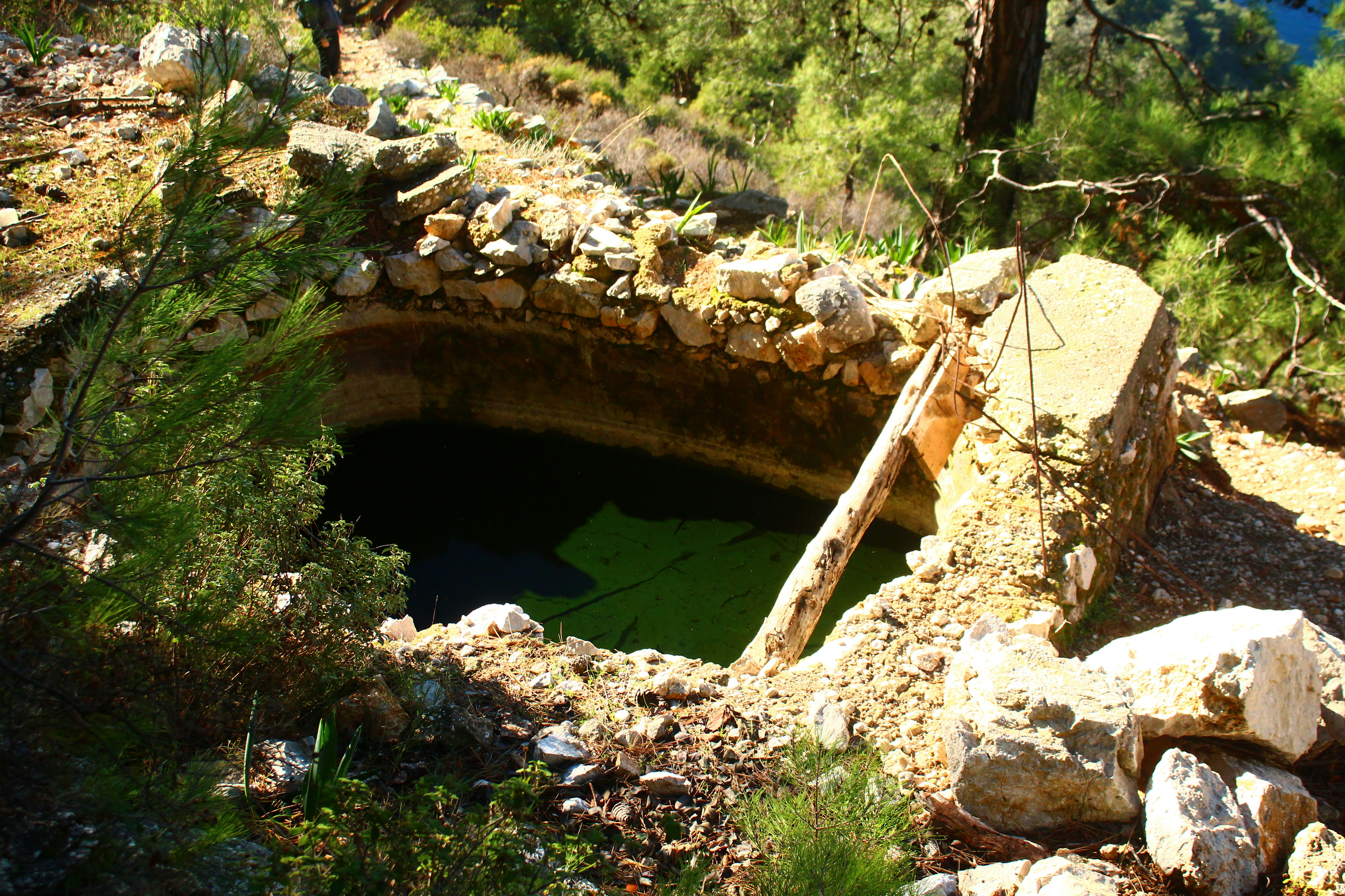Abandoned stone well surrounded by lush greenery, reflecting sunlight on the water's surface.