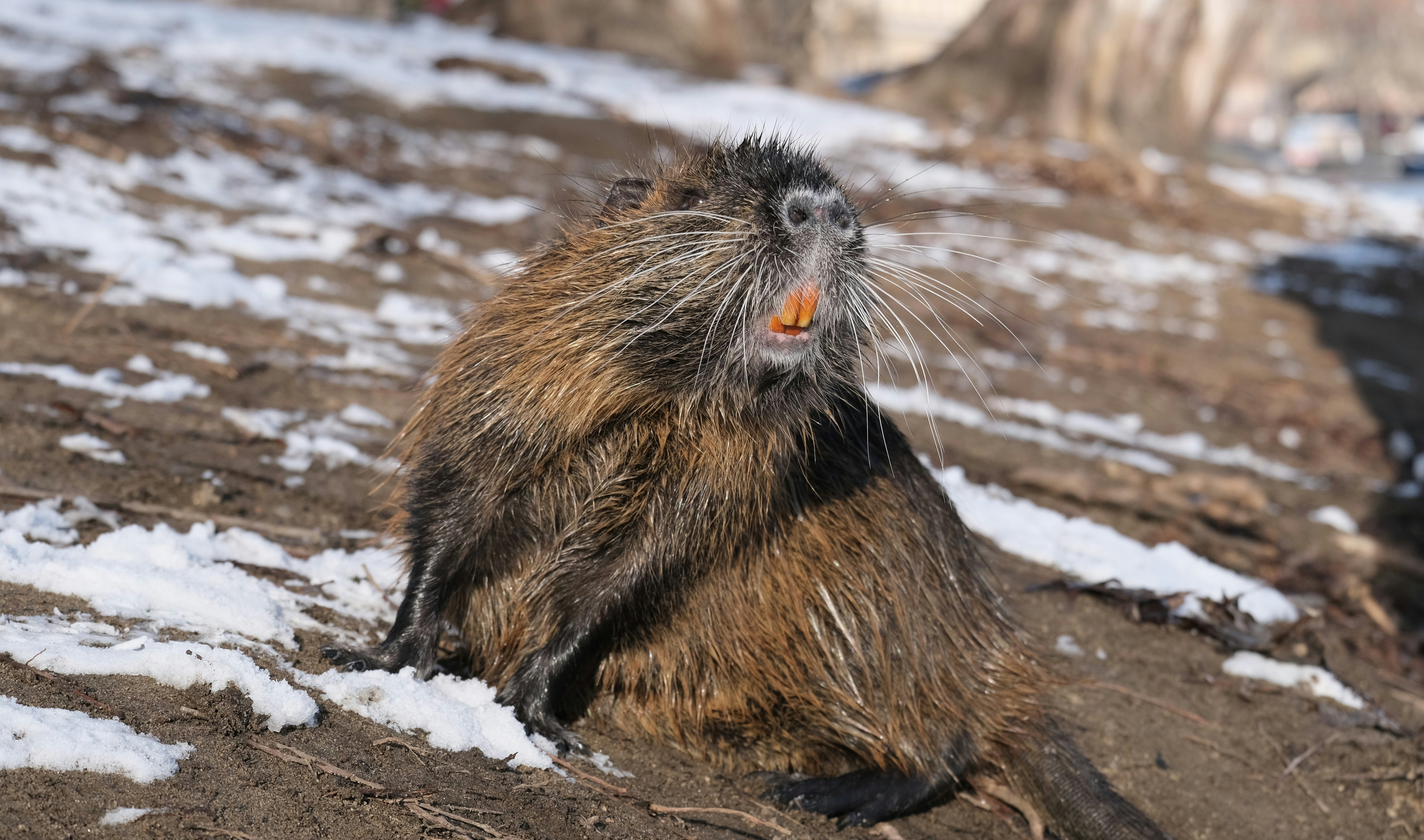 A nutria perched on the riverbank, showcasing its distinctive whiskers and vibrant orange teeth against a backdrop of snow and mud.