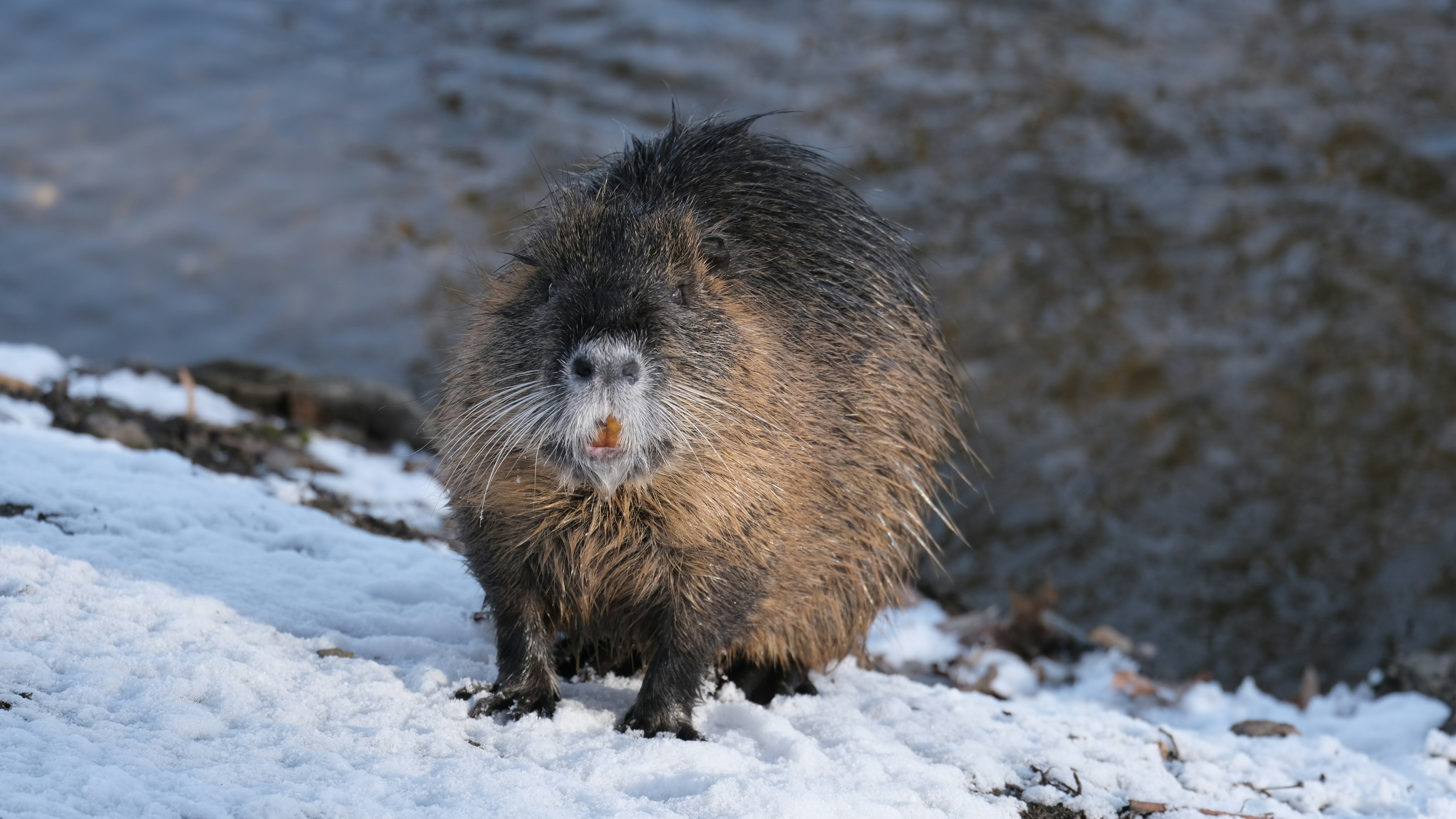 Snowbound Muskrat on a Quiet Riverbank