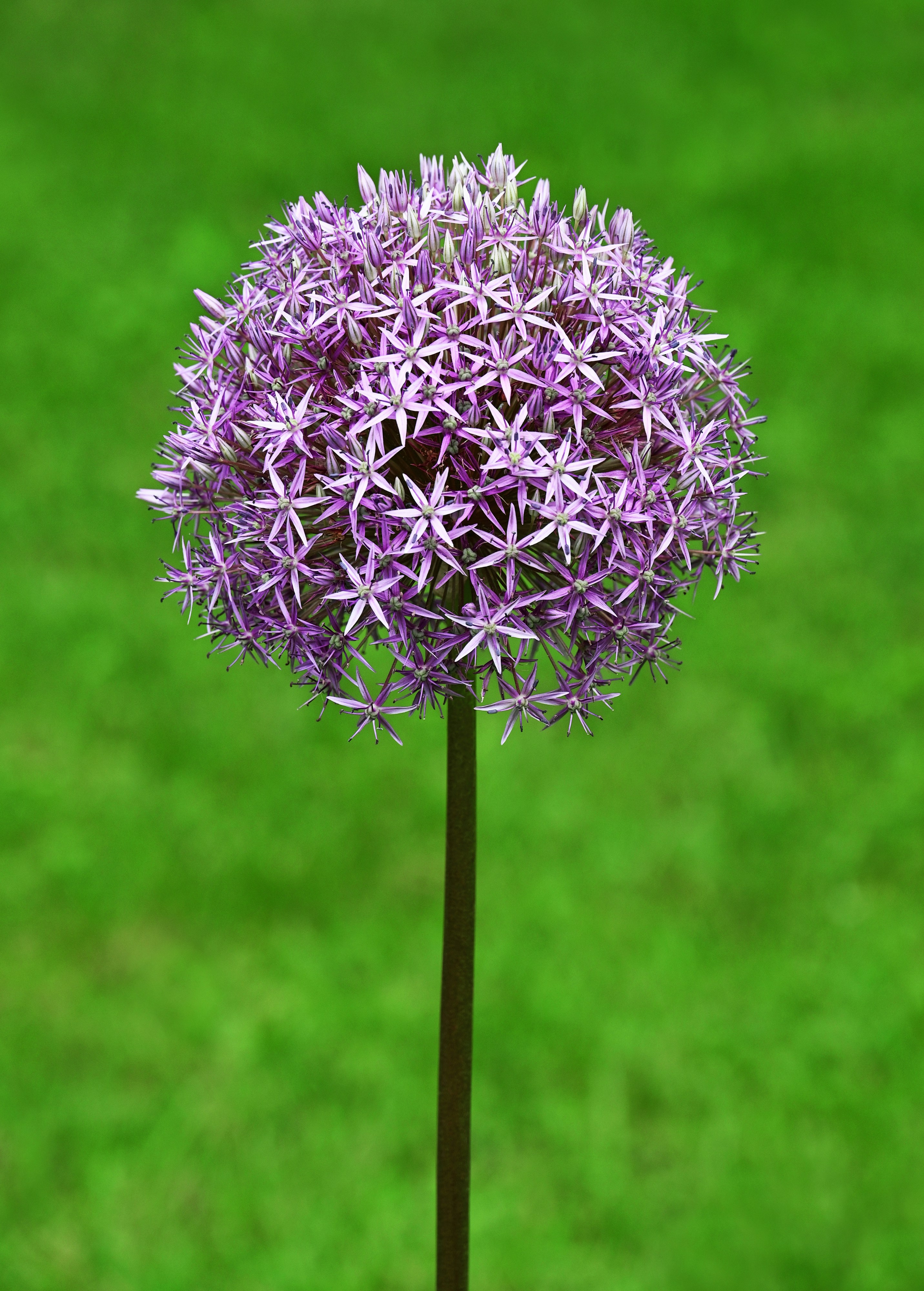 Violet Allium Crown Against an Emerald Field
