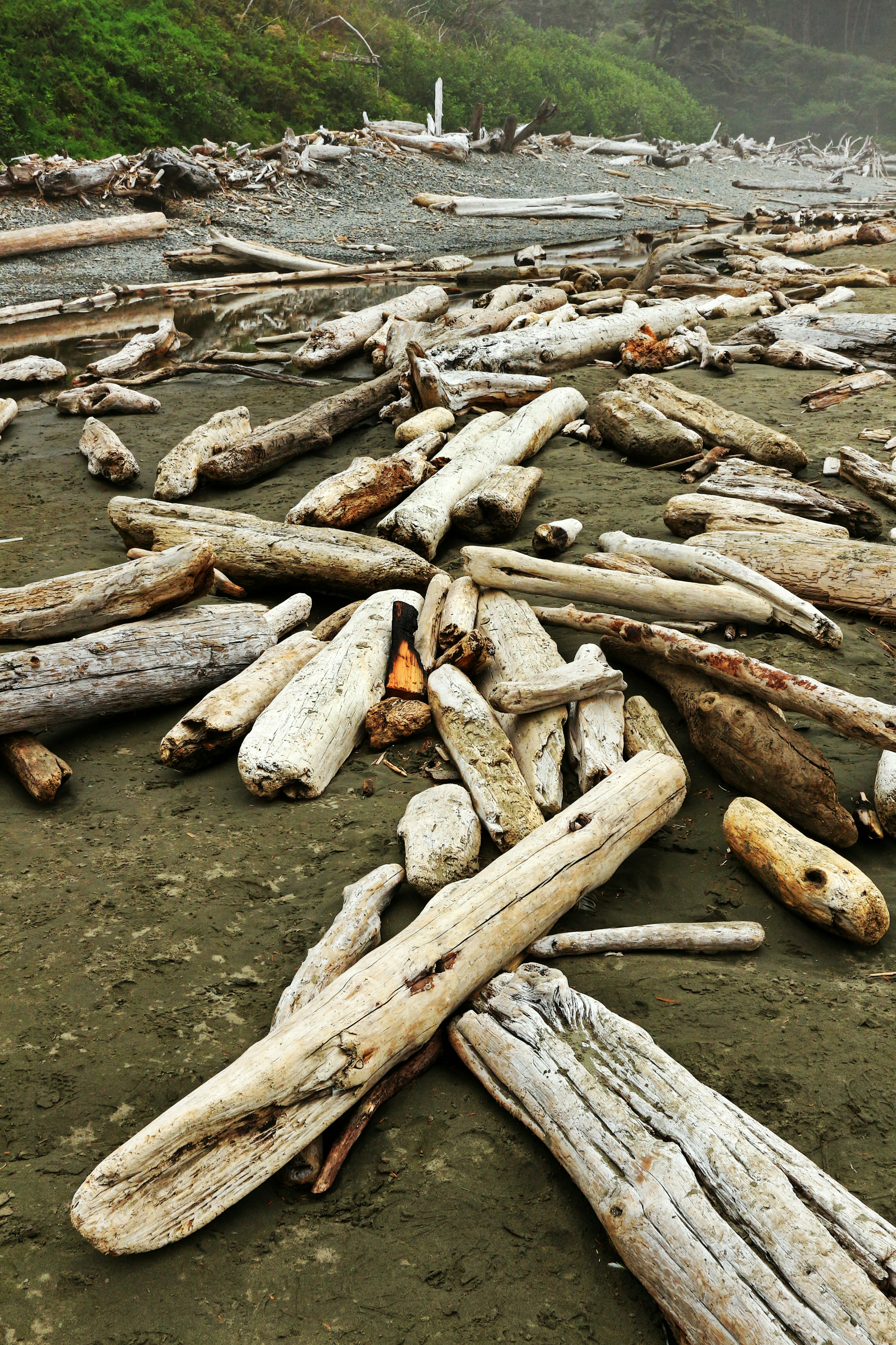 Tangle of Weathered Driftwood Across a Mudflats Shore