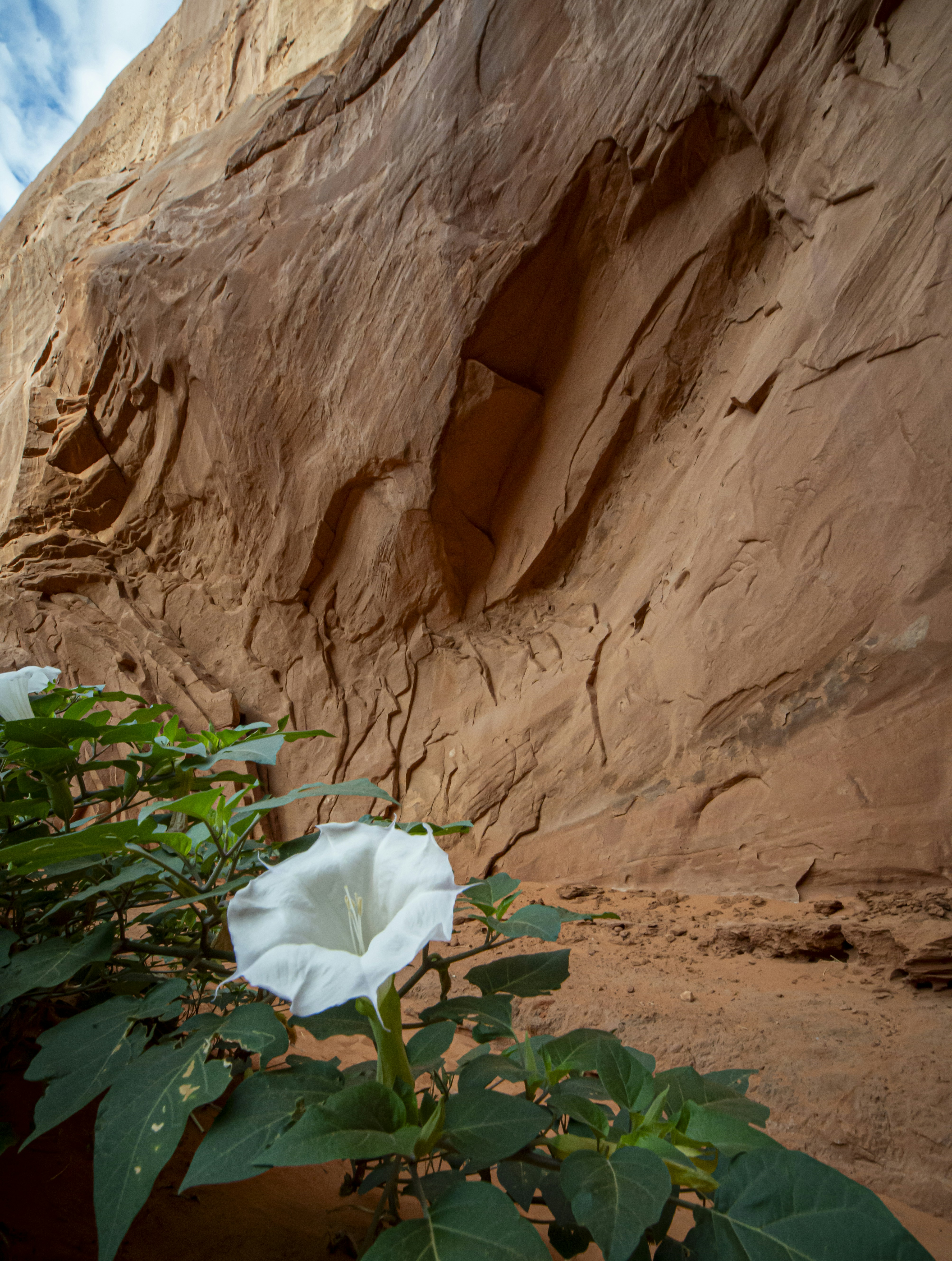 White Bloom at the Foot of a Crimson Cliff