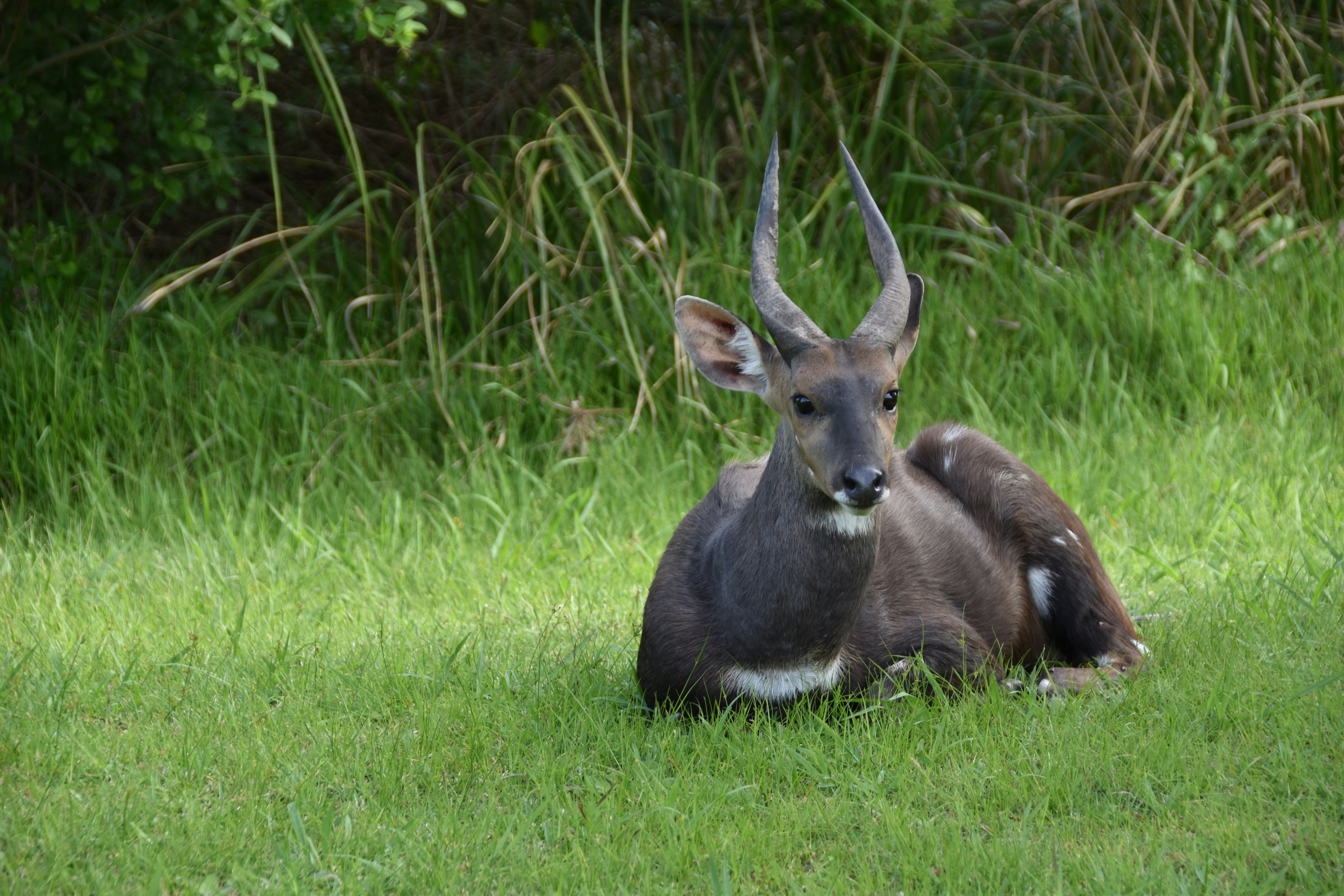 A couple of antelope sitting on top of a lush green field photo – Free ...
