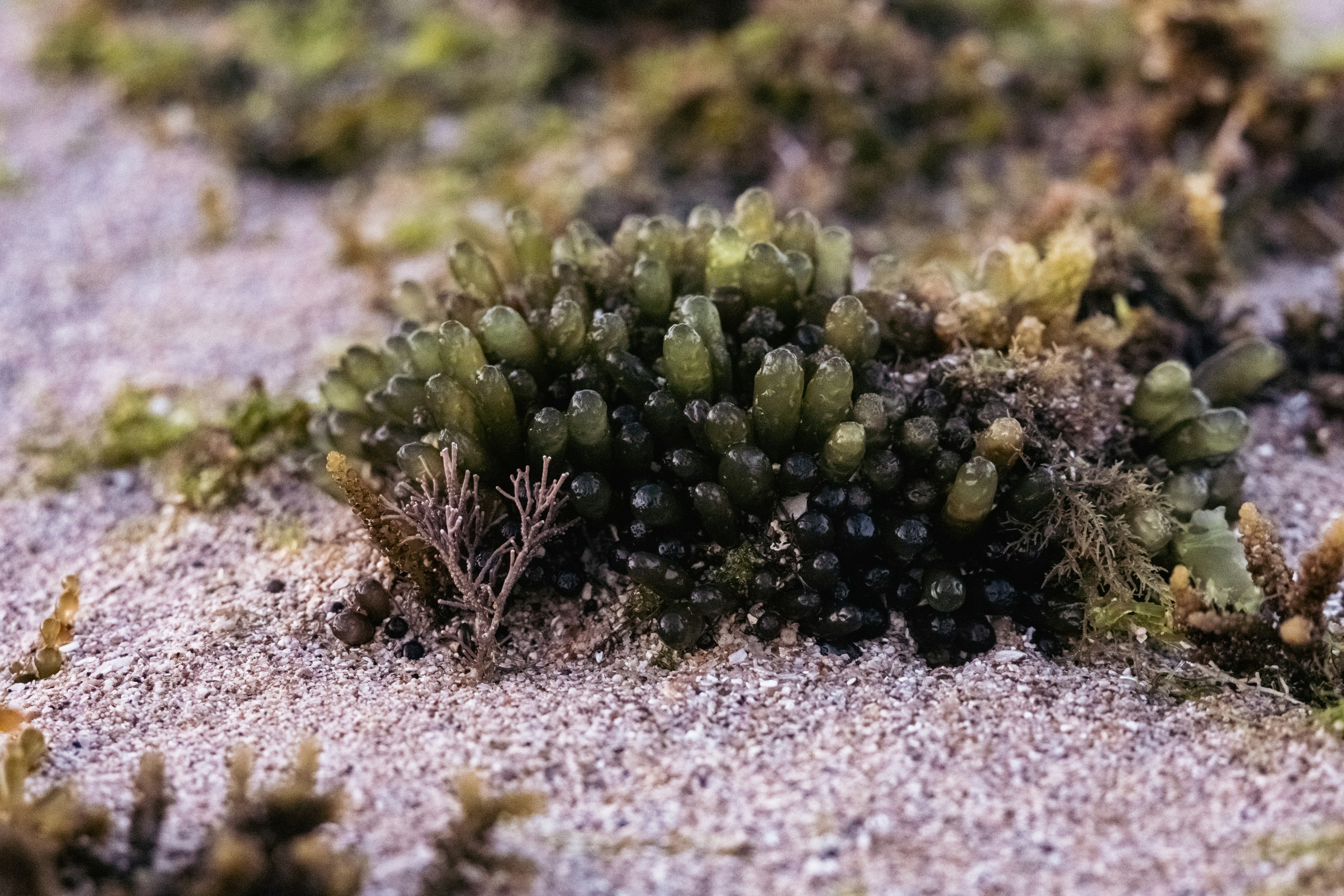 Nature's Underwater Garden: A Close-Up Exploration